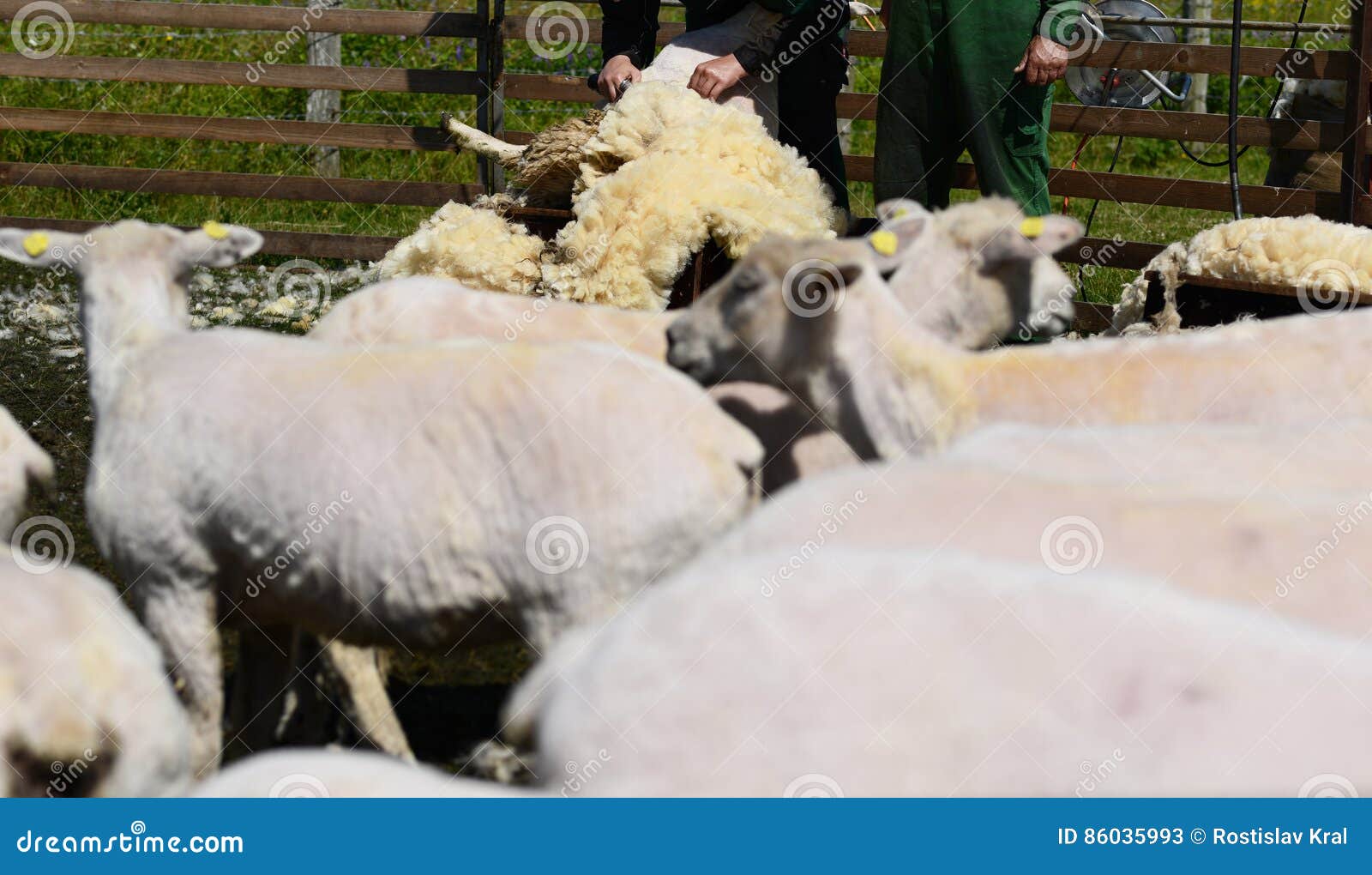 Shearing Sheep stock image. Image of tool, farm, flannel - 86035993
