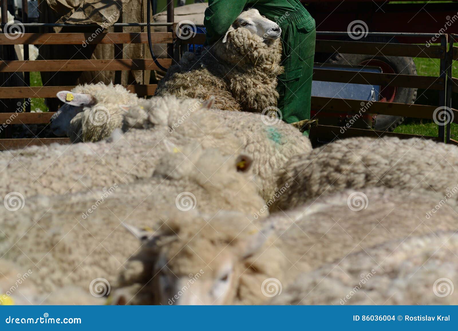 Shearing Sheep stock photo. Image of grass, farm, animal - 86036004