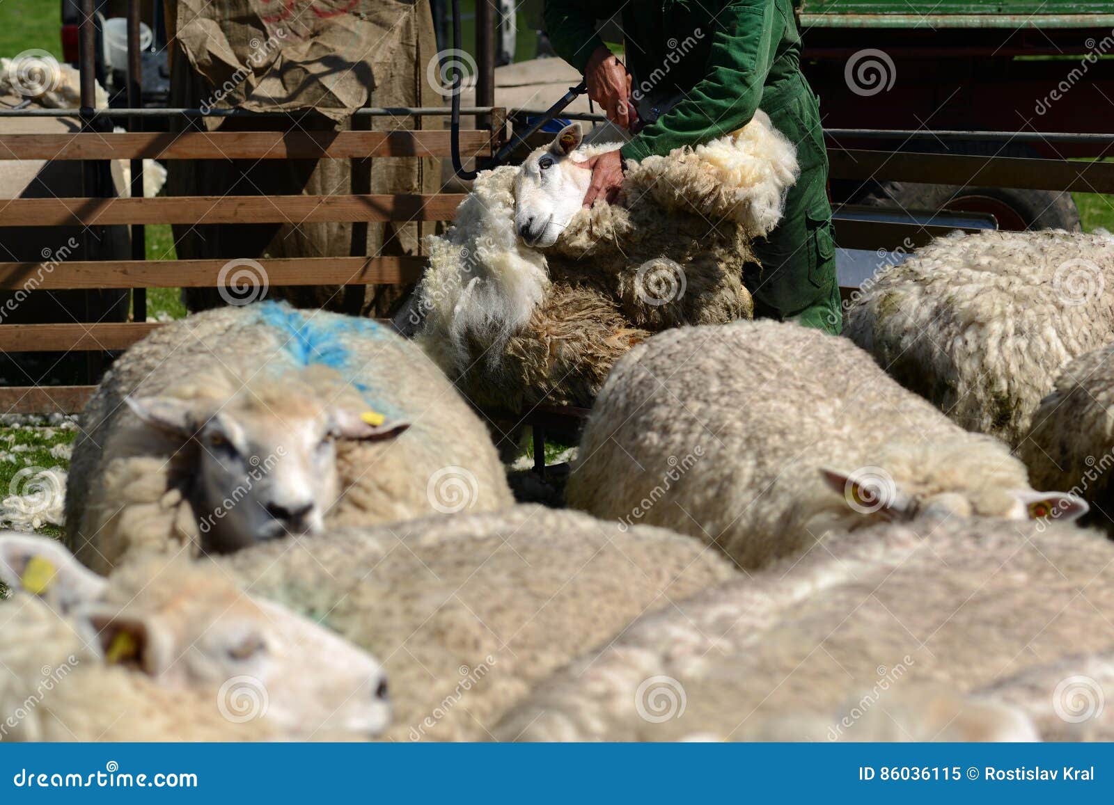 Shearing Sheep stock image. Image of bare, shear, fleece - 86036115