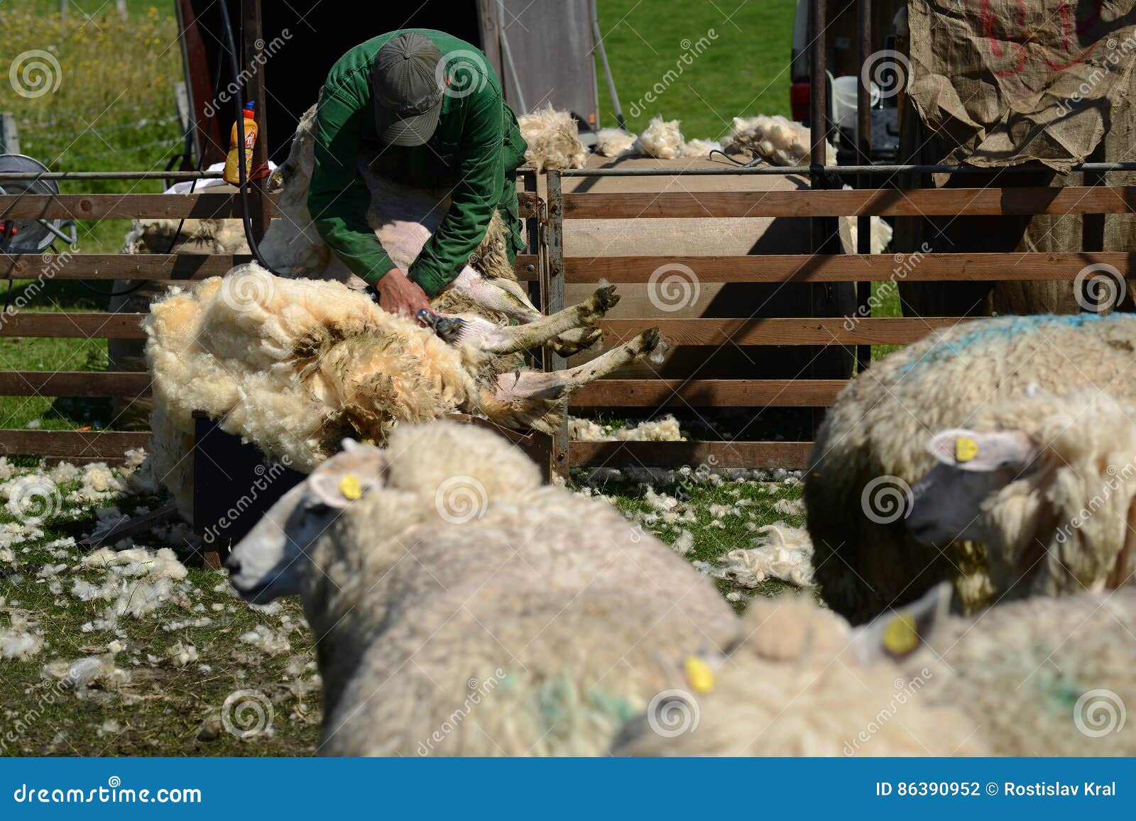 Sheep In Corral In Dassanech River Village, Omo Ethiopia Editorial ...