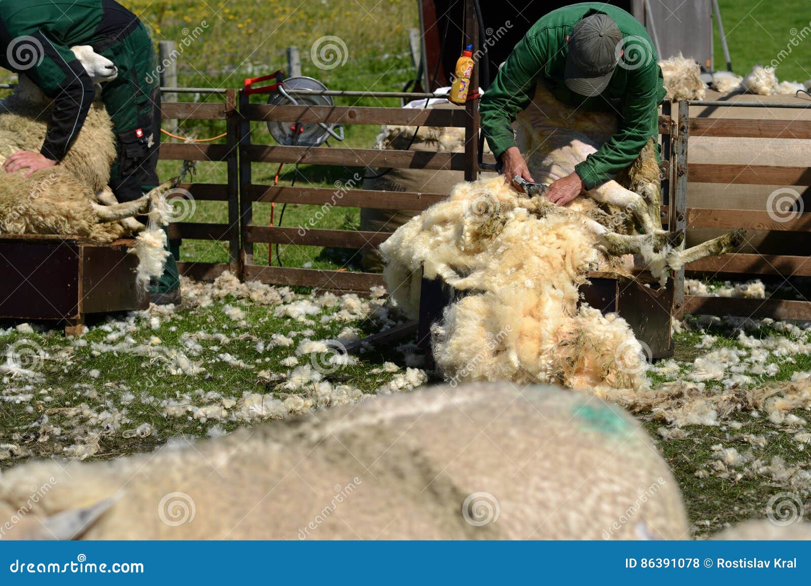 Shearing Sheep editorial stock photo. Image of equipment - 86391078
