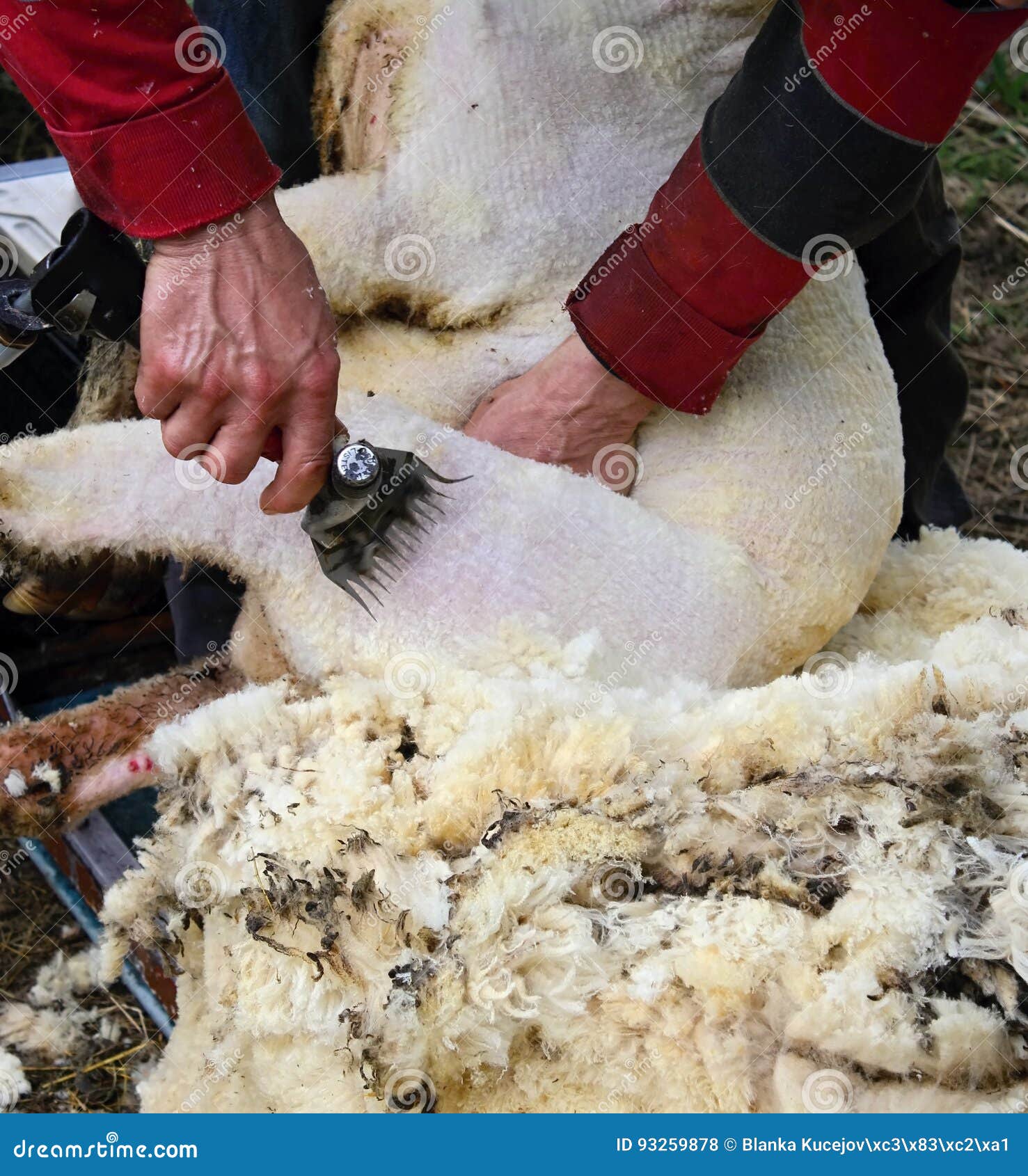 Shearing sheep wool. stock photo. Image of livestock - 93259878