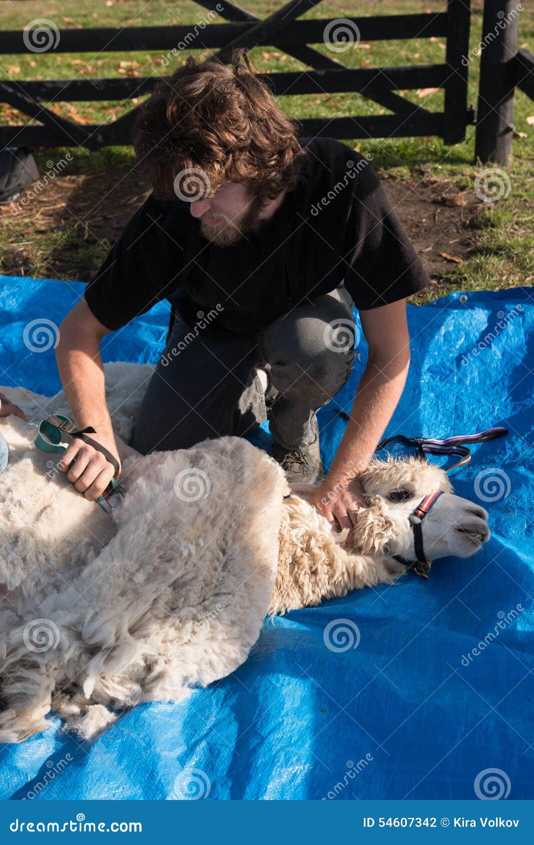 Shearing white alpaca stock photo. Image of durable, animal - 54607342
