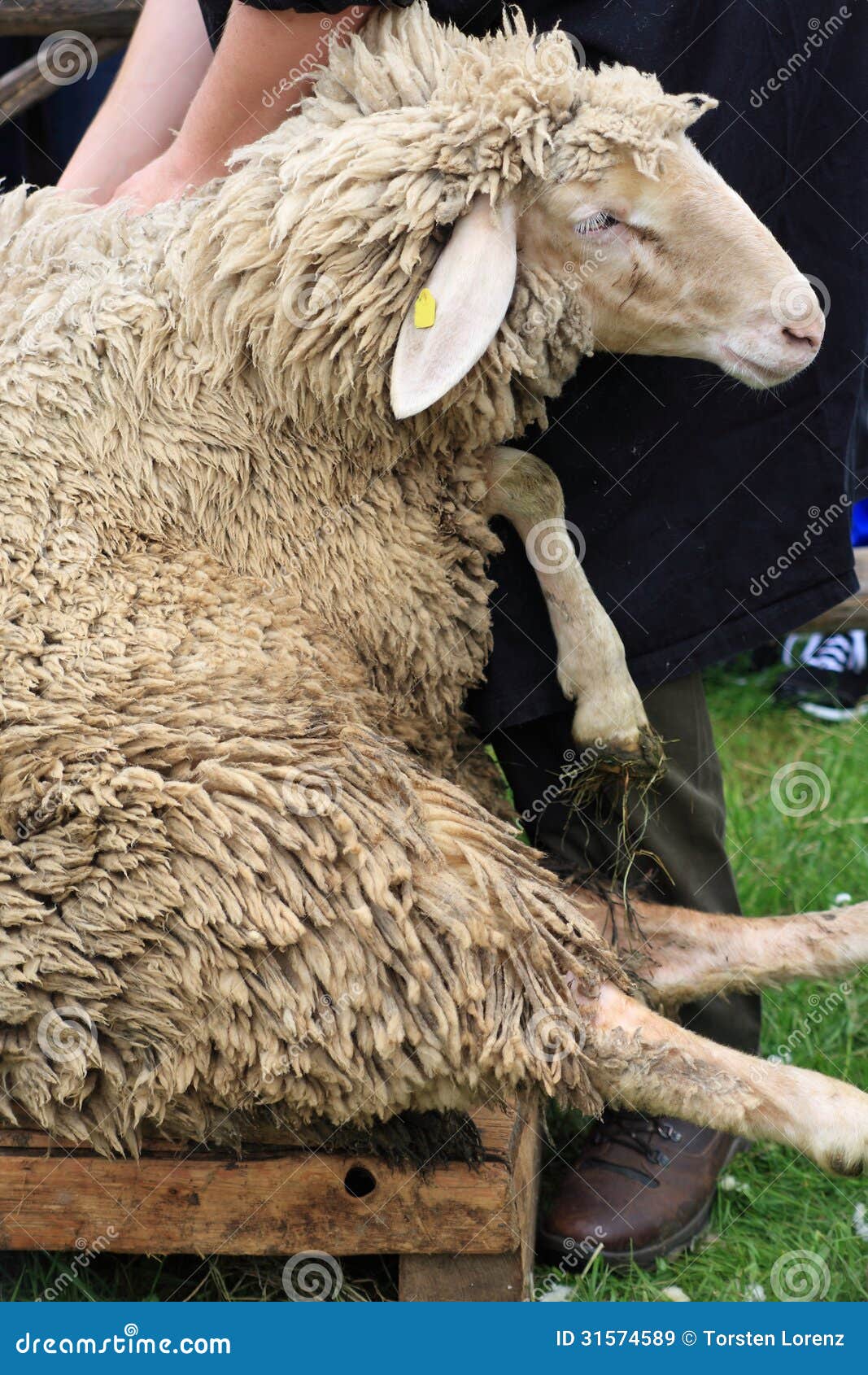 Shearing stock image. Image of wool, spring, sheep, shearing - 31574589