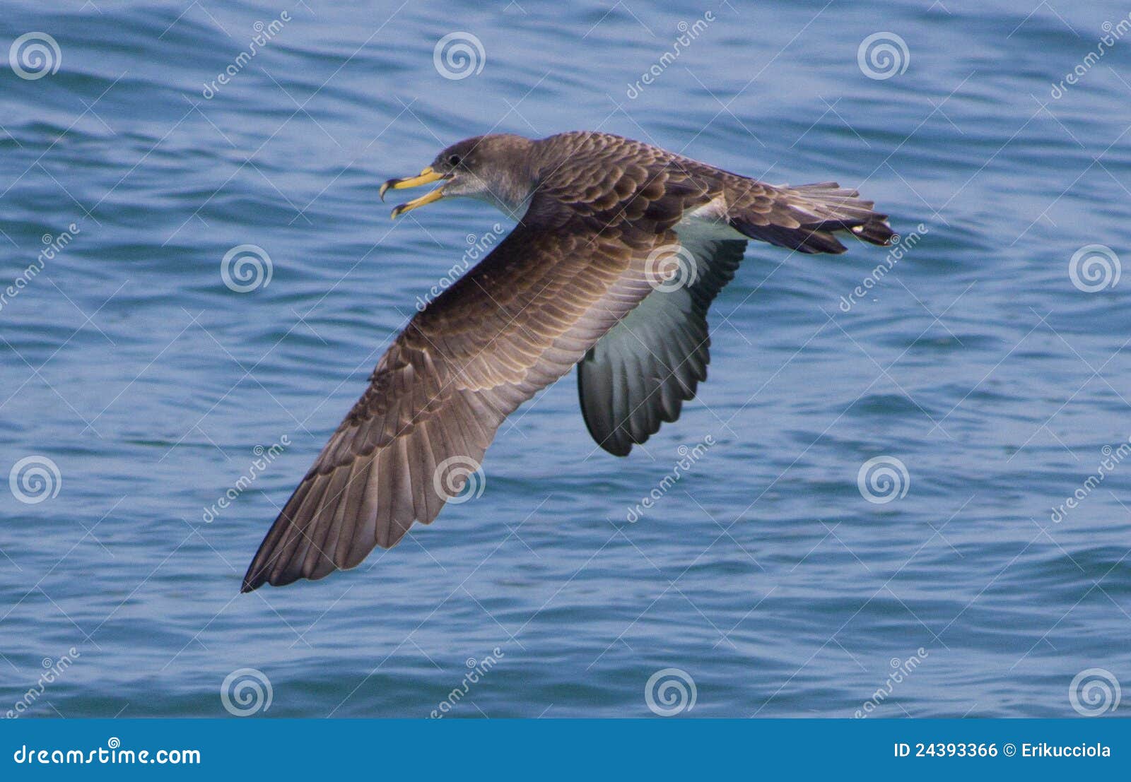 Shearwater stock photo. Image of water, freedom, marine - 24393366
