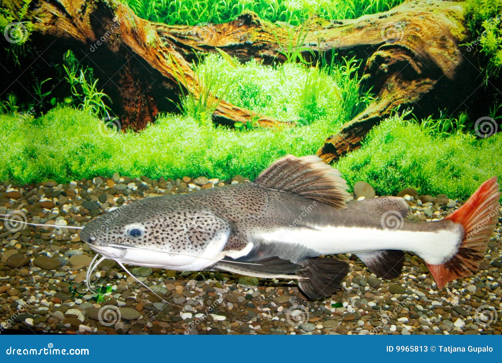 Sheat-fish stock image. Image of pretty, male, fish, colorful - 9965813