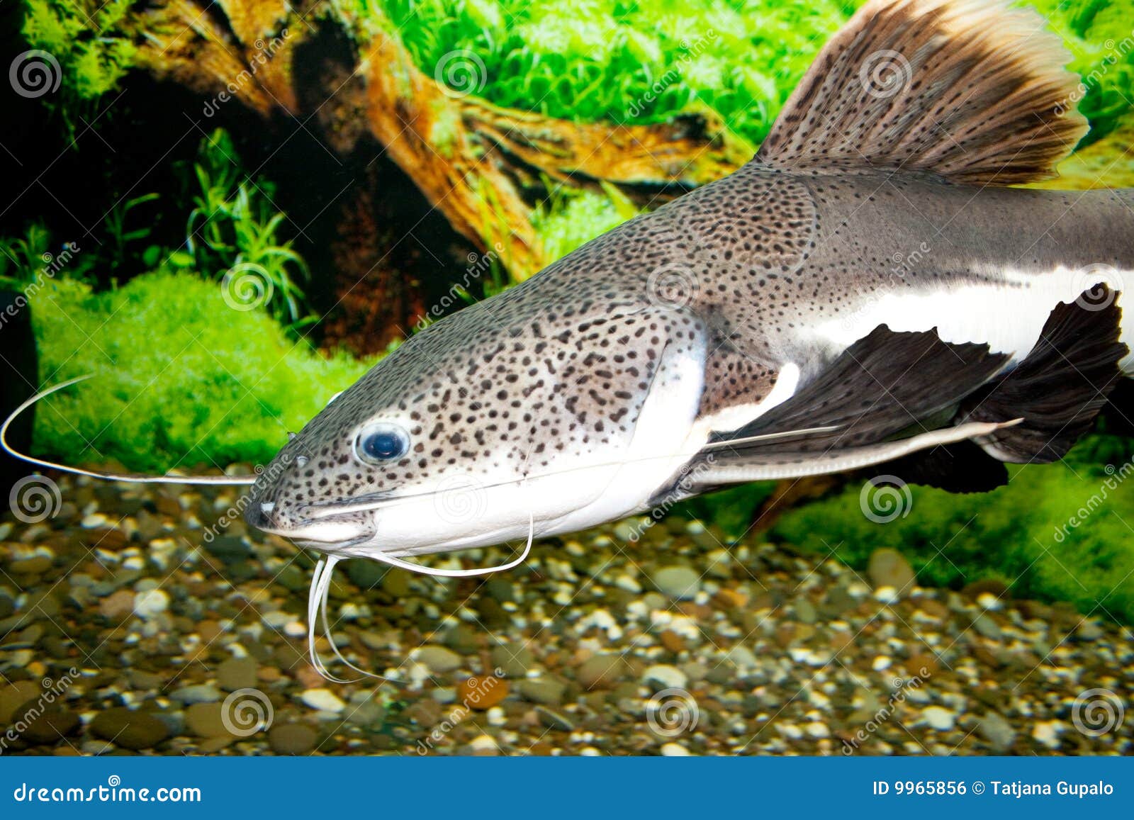 Sheat-fish stock photo. Image of habitat, animal, sheat - 9965856