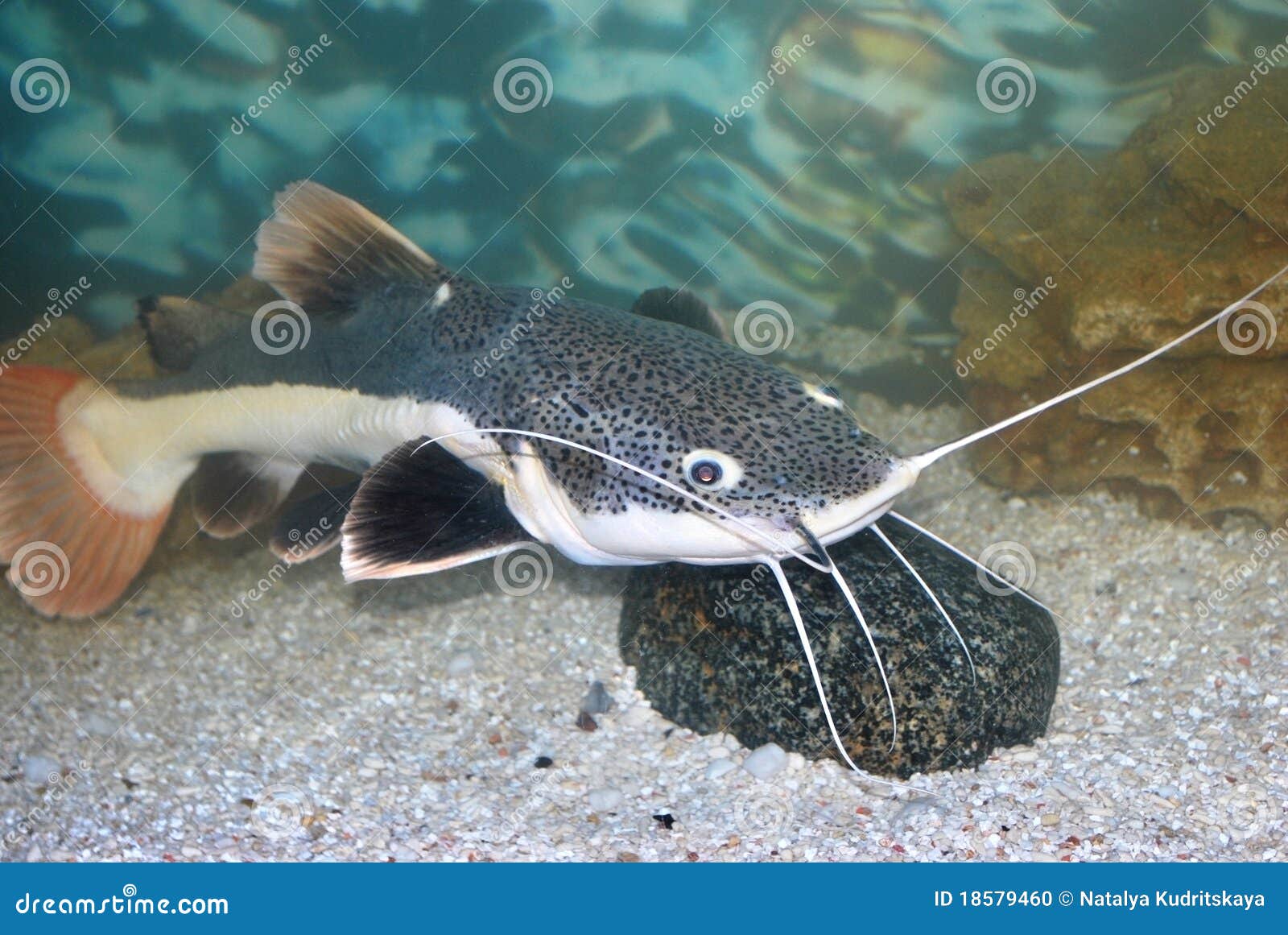 Sheatfish stock photo. Image of fish, actocephalus, white - 18579460