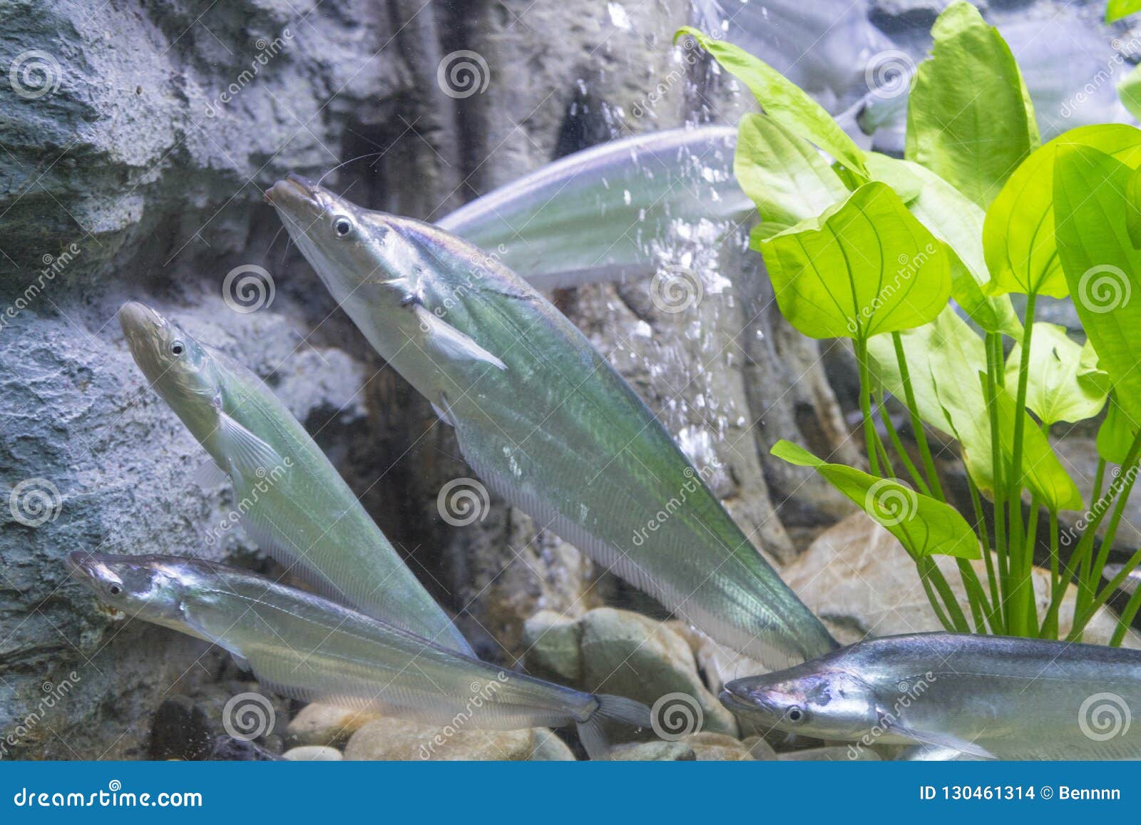 Sheatfish in aquarium stock photo. Image of nature, goldfish - 130461314