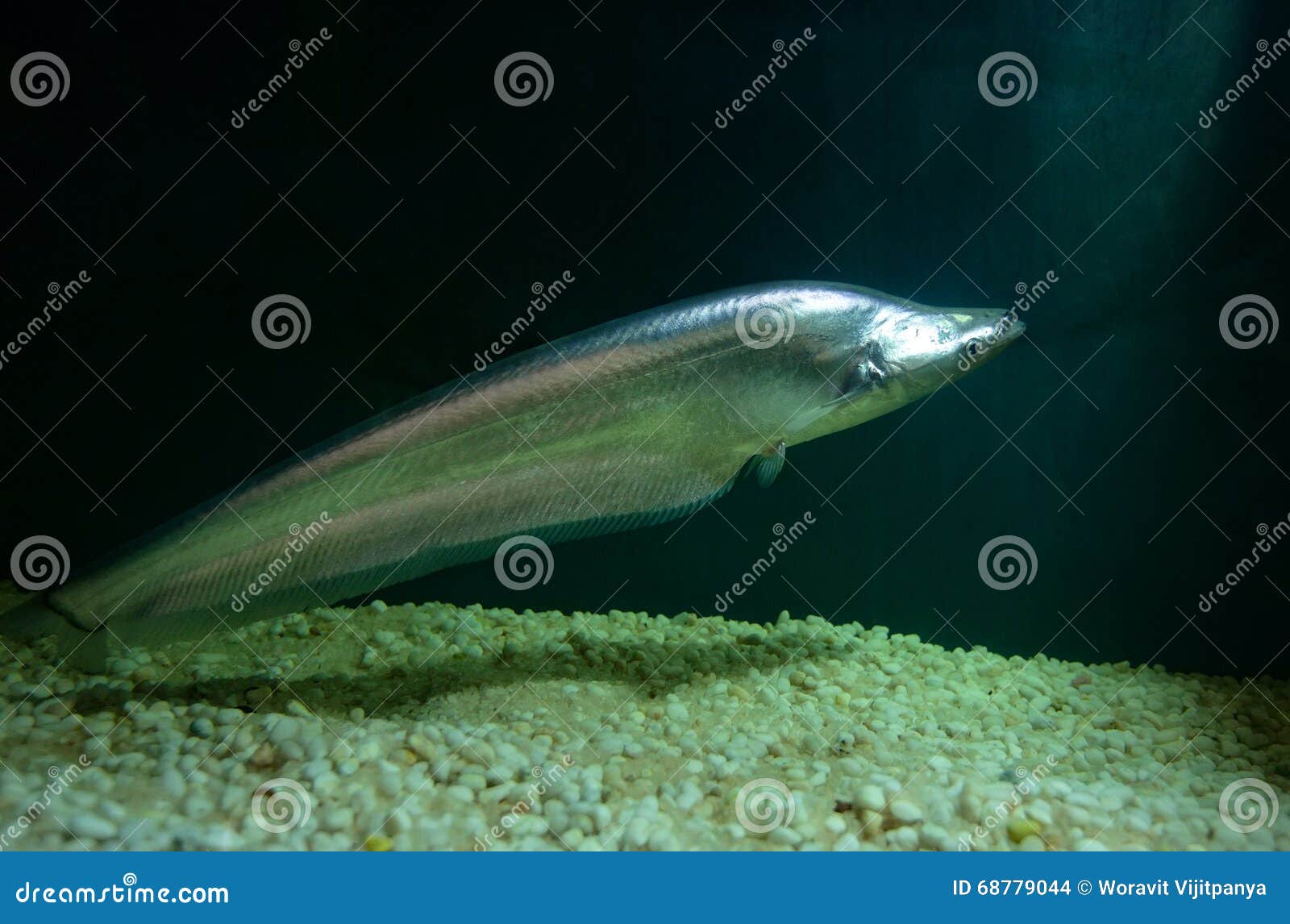 Sheatfish stock photo. Image of market, delicious, siluridae - 68779044