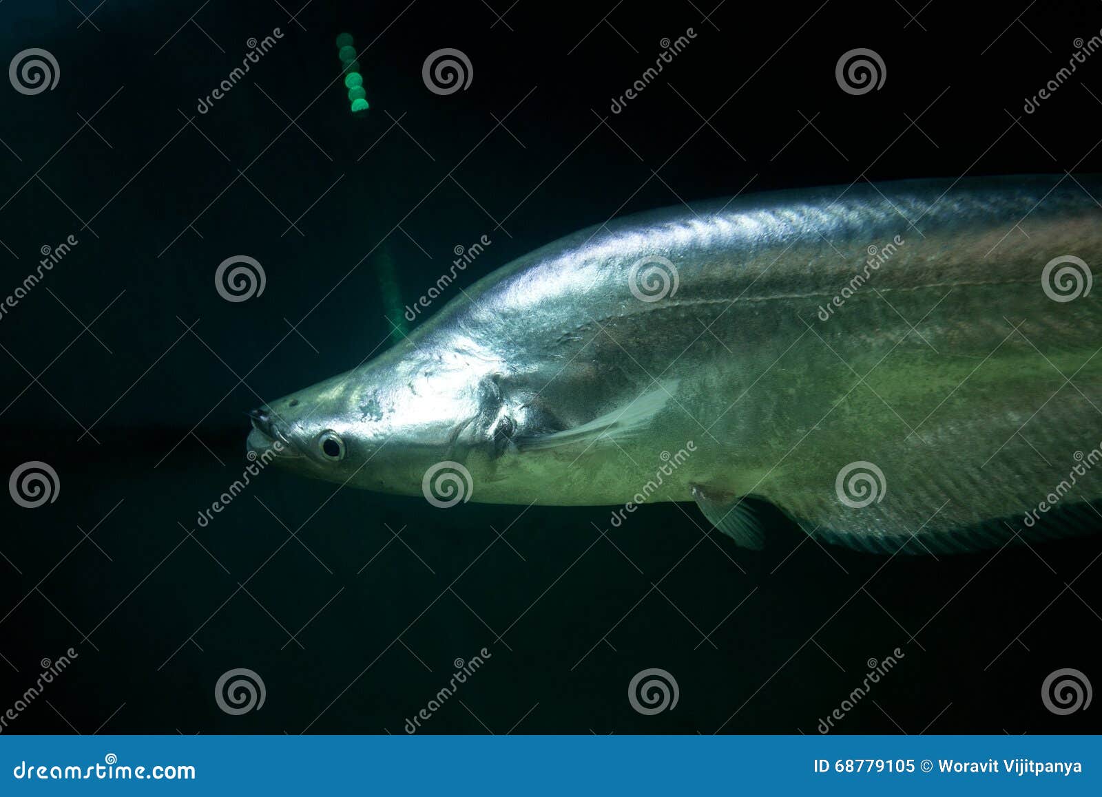 Sheatfish stock image. Image of fish, cooking, fresh - 68779105