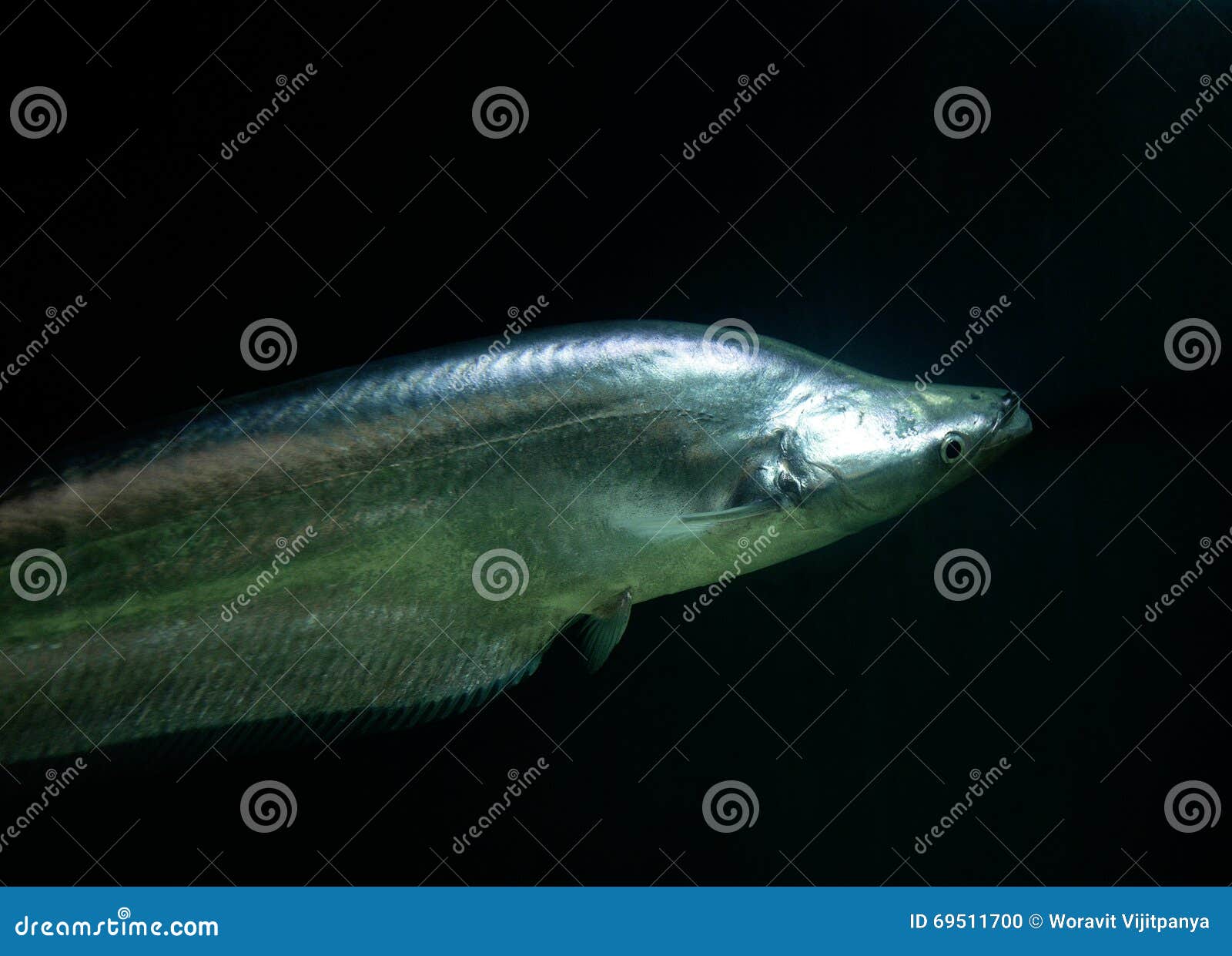 Sheatfish stock photo. Image of healthy, delicious, health - 69511700