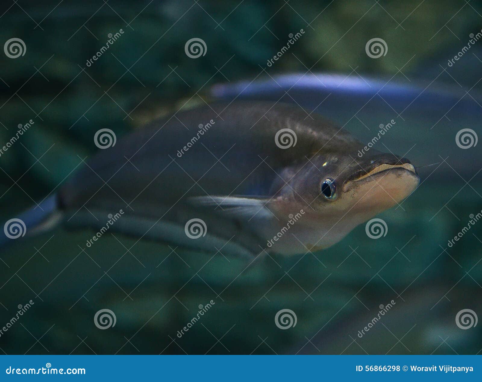 Sheatfish stock photo. Image of food, local, sell, sale - 56866298