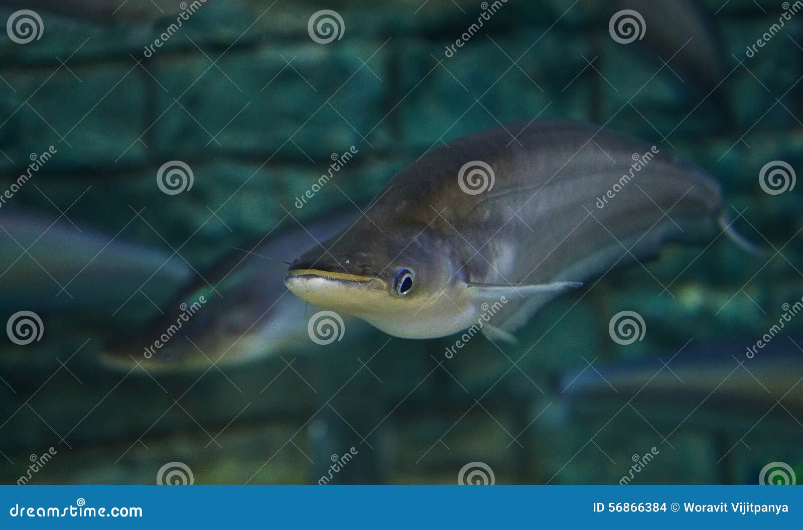 Sheatfish stock photo. Image of fresh, healthy, local - 56866384