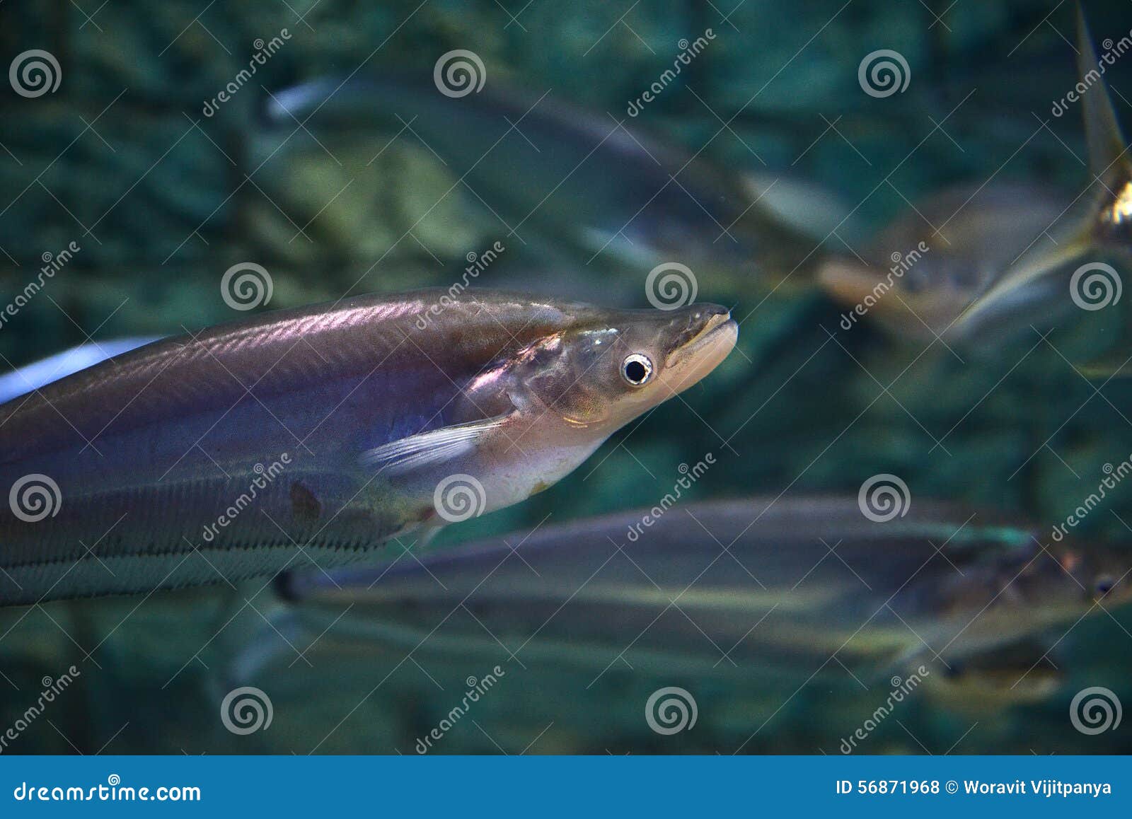 Sheatfish stock photo. Image of bream, sheatfish, market - 56871968