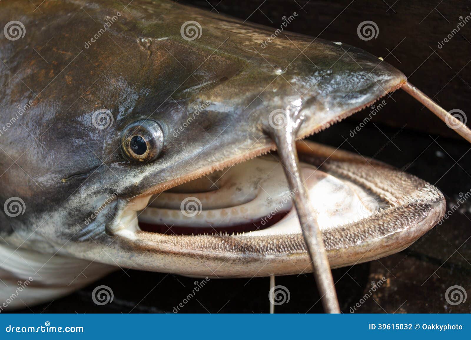 Sheatfish stock photo. Image of tail, freshwater, black - 39615032