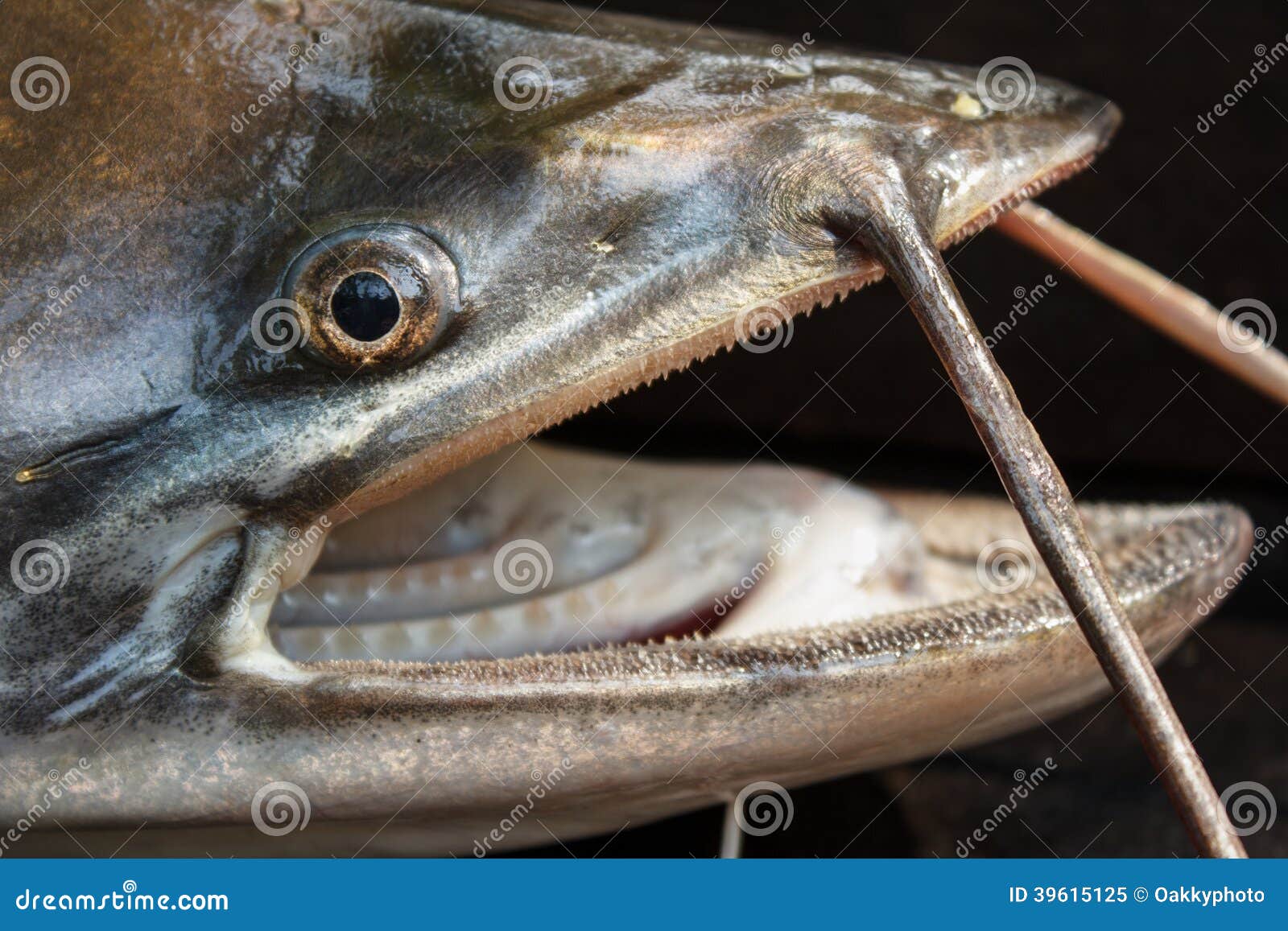 Sheatfish stock image. Image of healthy, black, closeup - 39615125