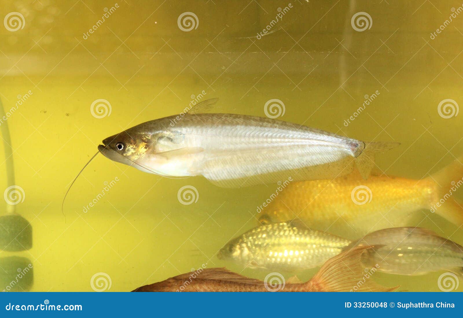 Sheatfish stock photo. Image of group, nature, sheatfish - 33250048