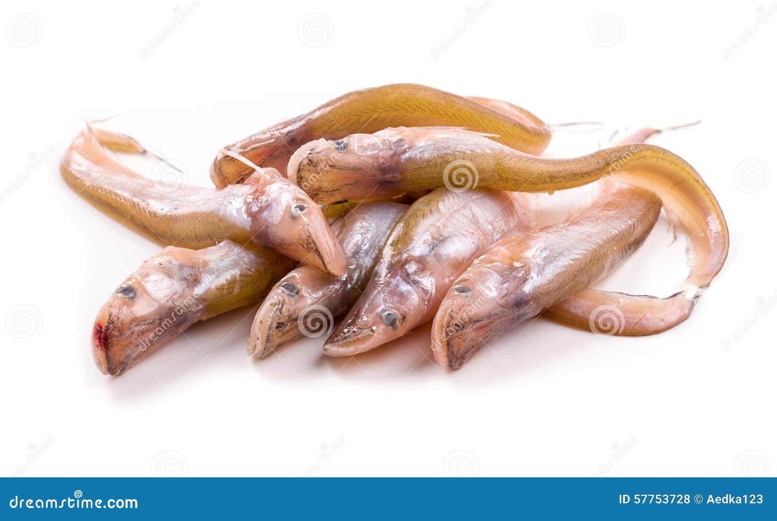 Sheatfish stock photo. Image of liver, fishing, asia - 57753728