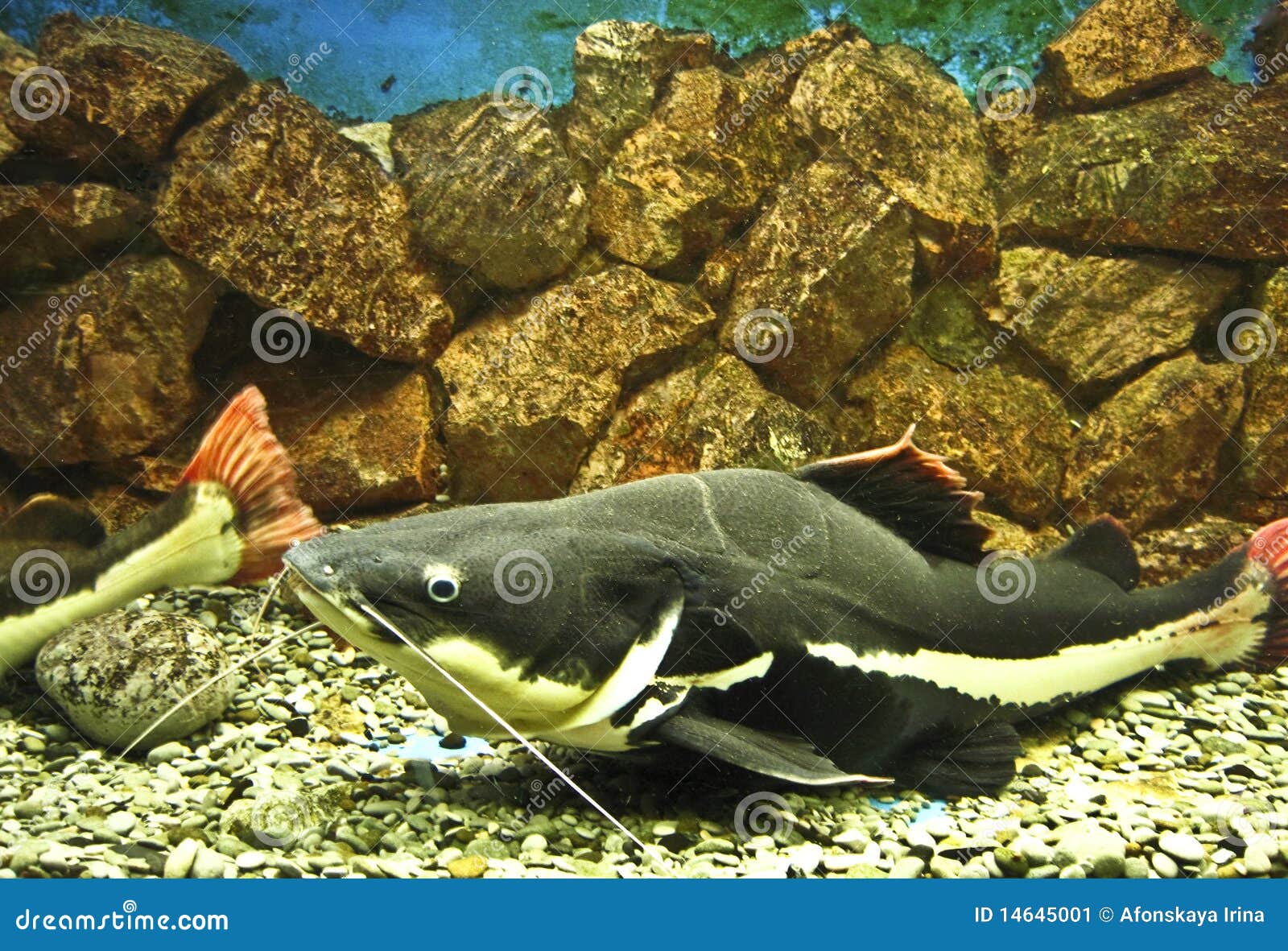Sheatfish (lat. Phractocephalus Hioliopterus) Stock Image - Image of ...