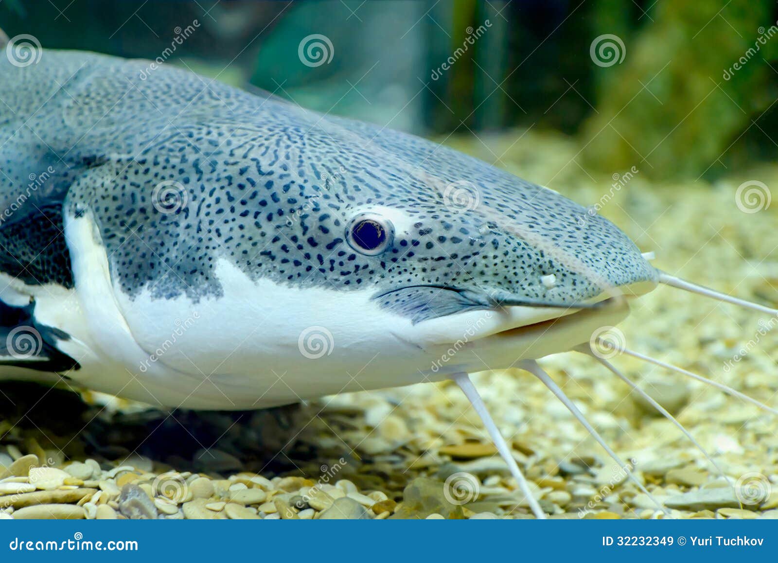 Sheatfish stock image. Image of summer, fitness, vertebrate - 32232349