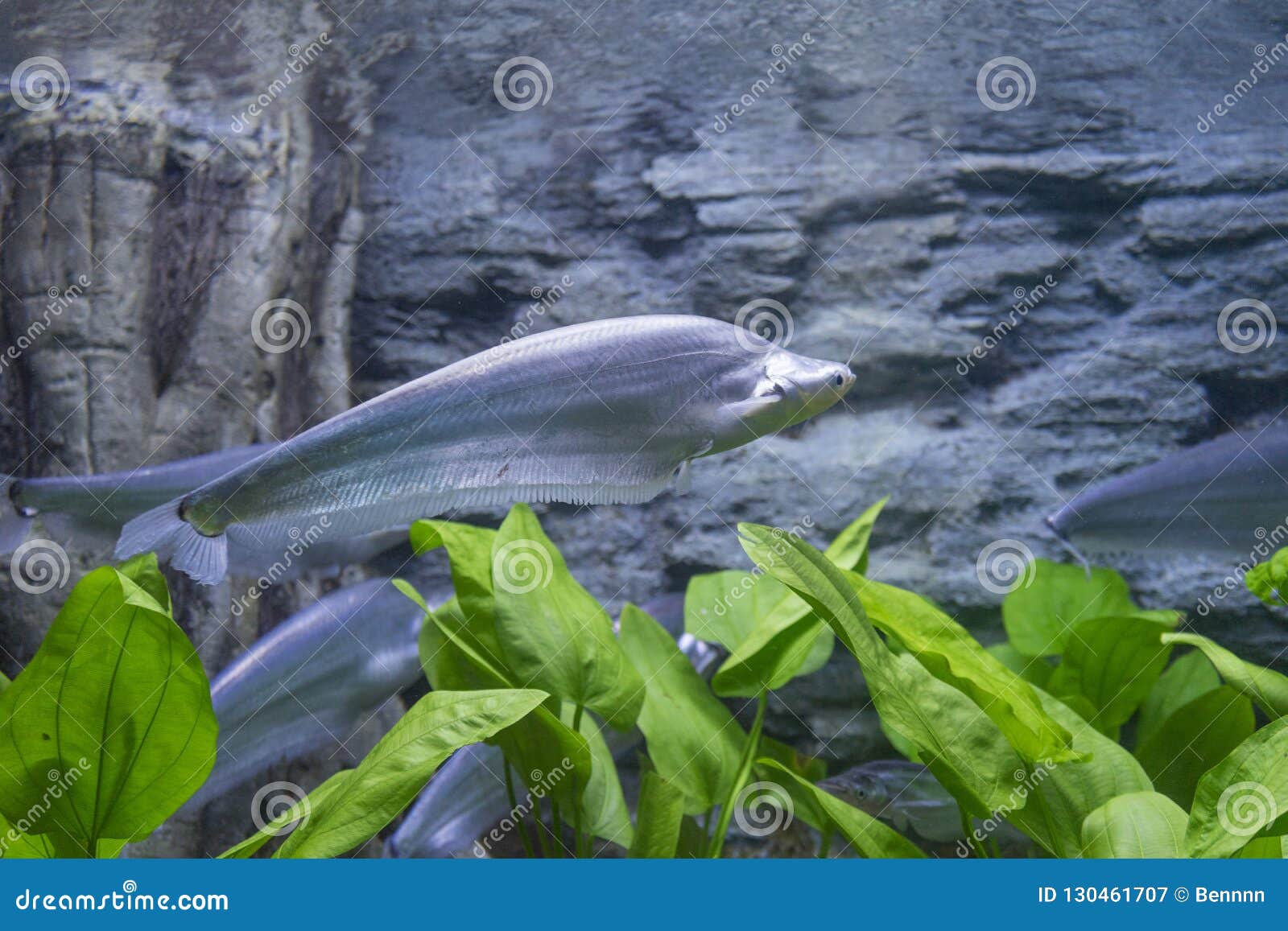 Sheatfish in aquarium stock image. Image of fins, exotic - 130461707