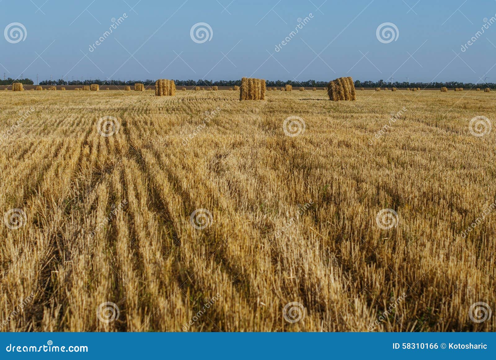 Haystacks in a Field of Wheat Stock Photo - Image of crop, countryside ...