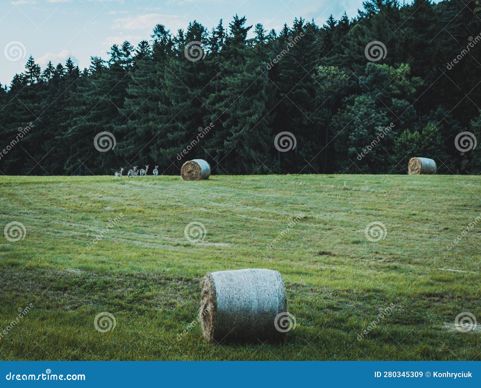 Sheaves of Hay Lying on a Mown Field by the Forest Stock Image - Image ...