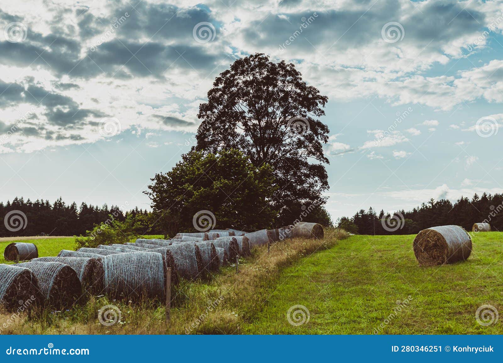 Sheaves of Hay Lying on a Mown Field by the Forest Stock Image - Image ...