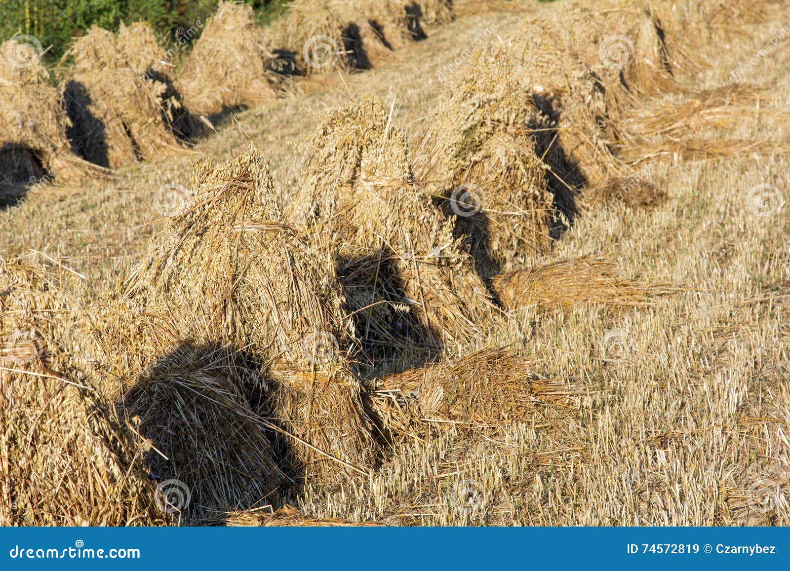 Sheaves of Oats on the Field Stock Image - Image of corn, retro: 74572819