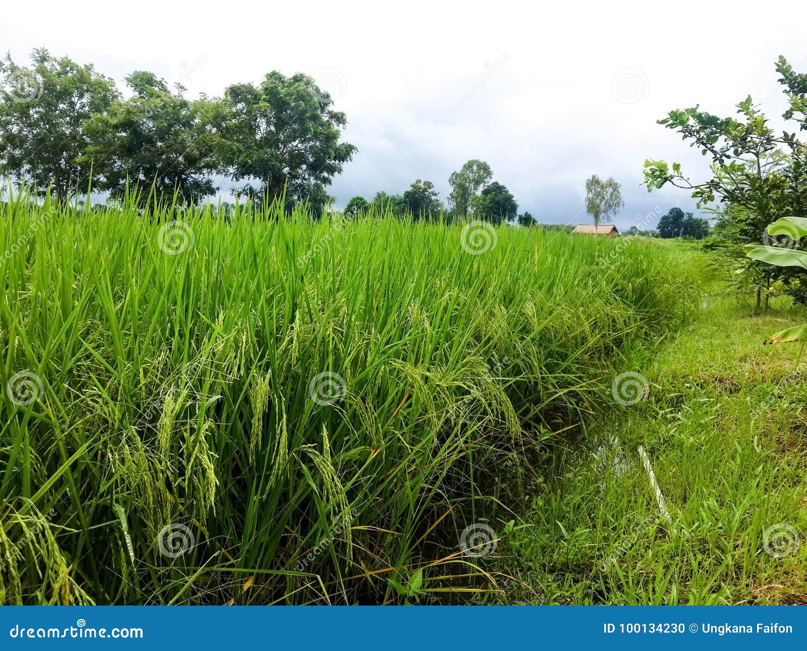 Sheaves of rice. stock photo. Image of food, green, agriculture - 100134230