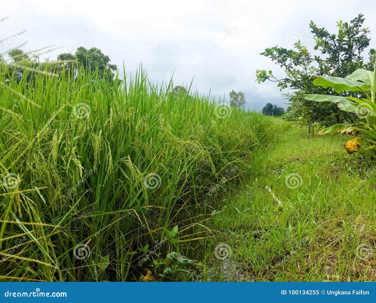 Sheaves of rice. stock image. Image of crop, grain, rice - 100134255