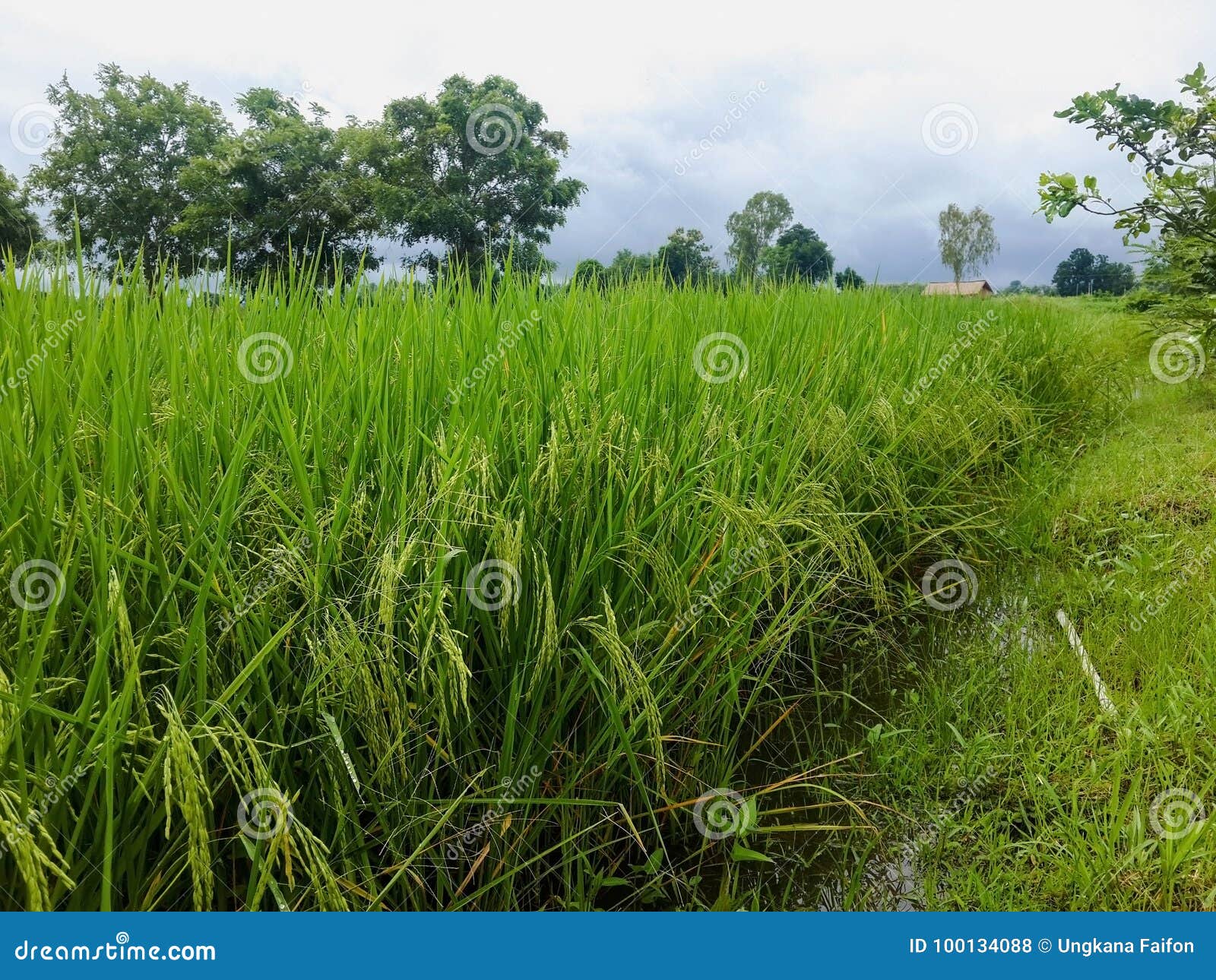 Sheaves of rice. stock photo. Image of field, crop, food - 100134088