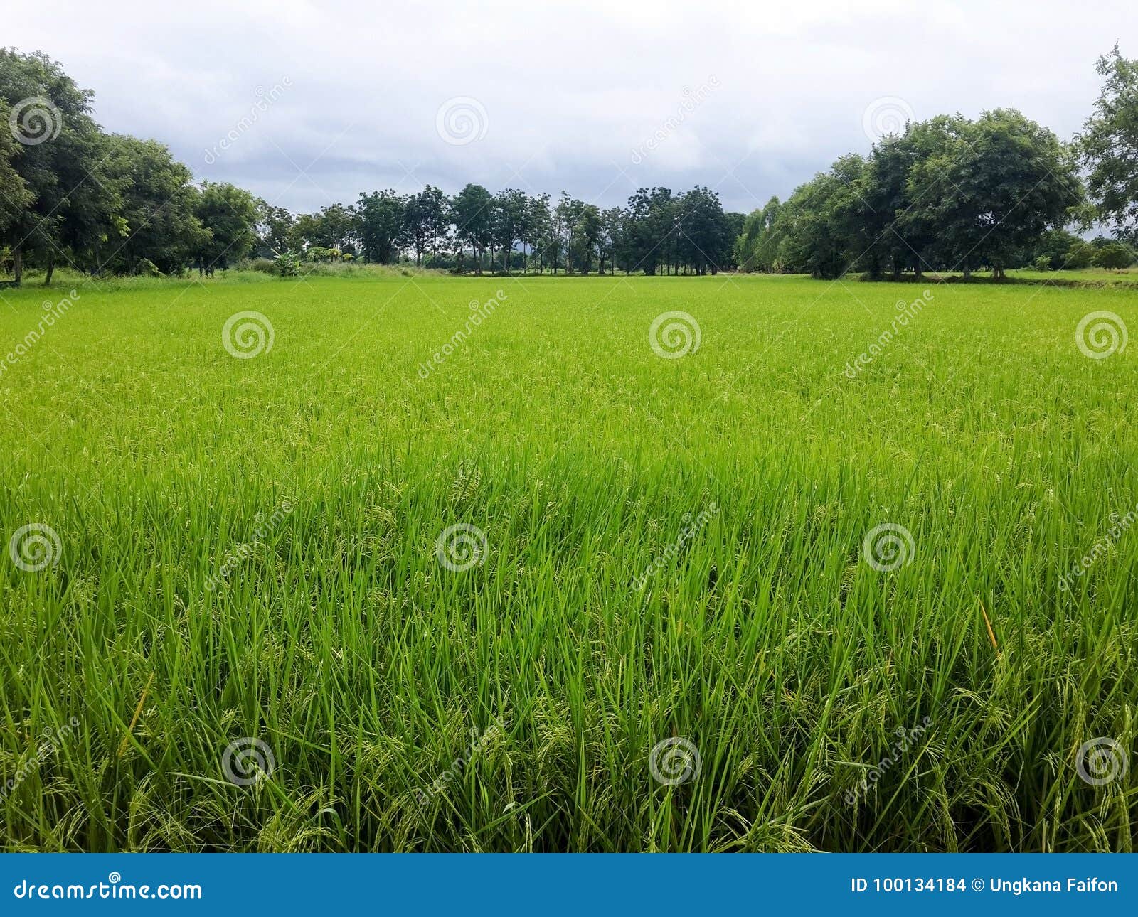 Sheaves of rice. stock photo. Image of grain, rural - 100134184