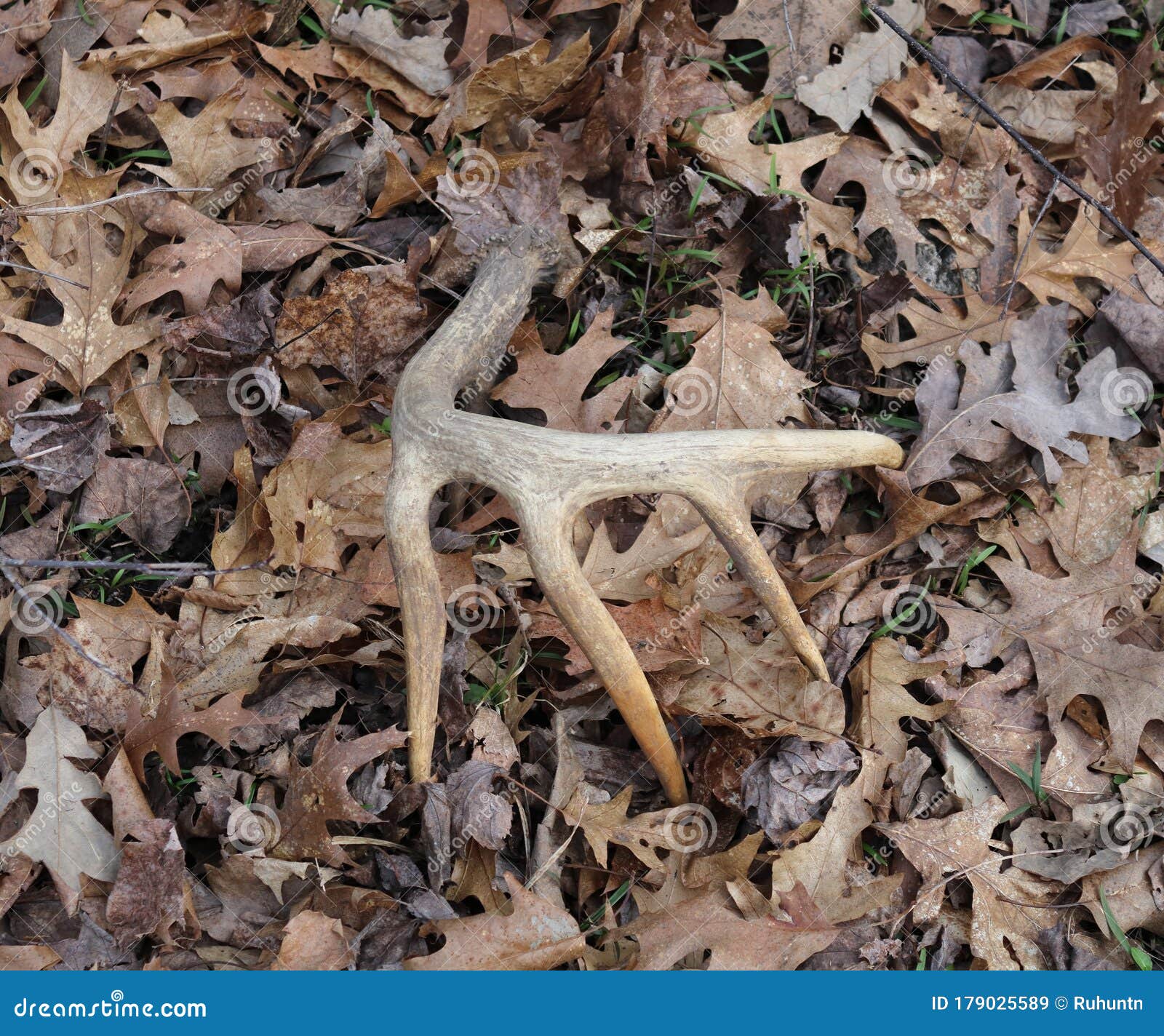 Shed Antler From Red Deer Stag Laying On The Ground Hidden Between ...