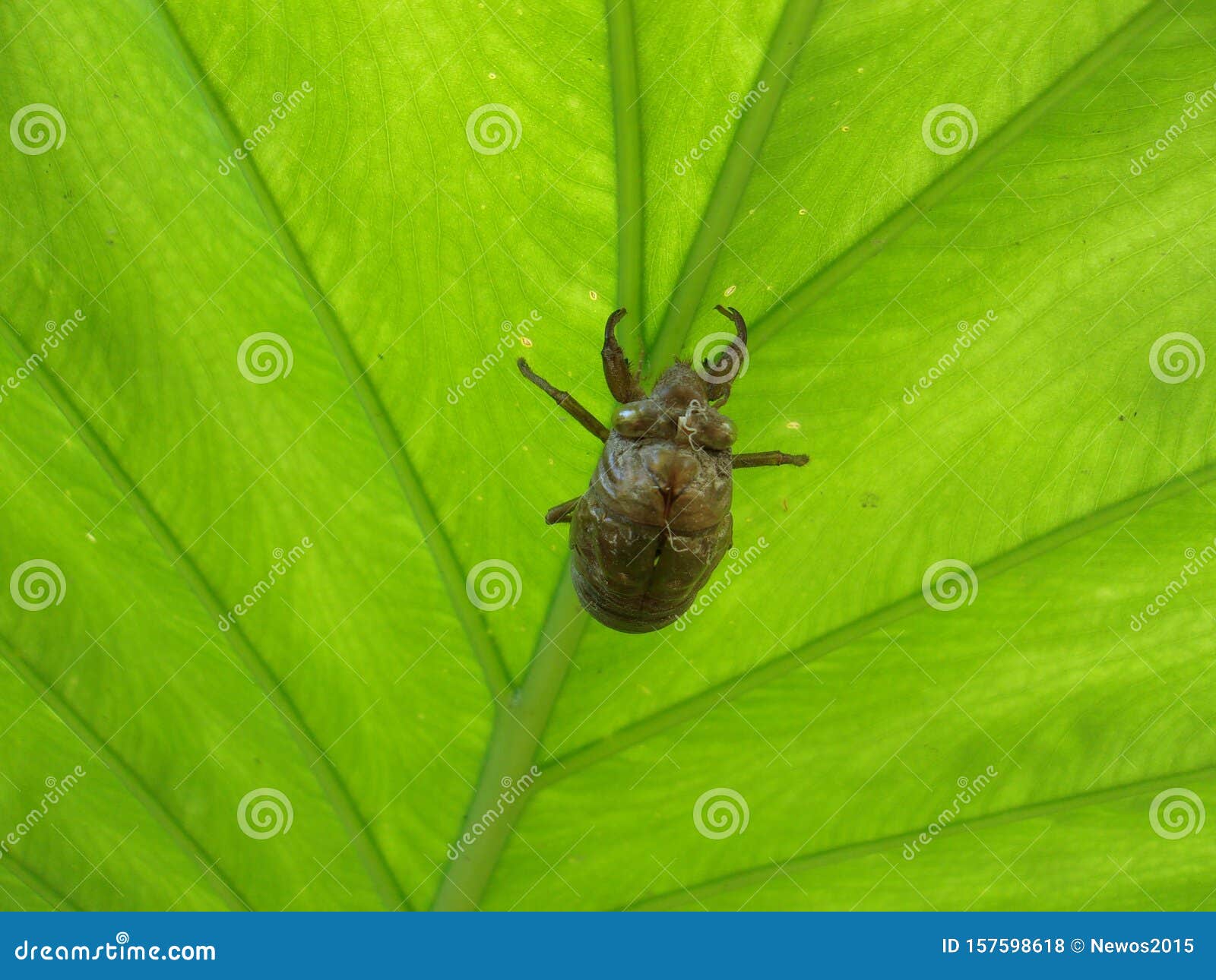 Shed Locust Skin on a Green Leaf 2 Stock Photo - Image of leaf, green ...