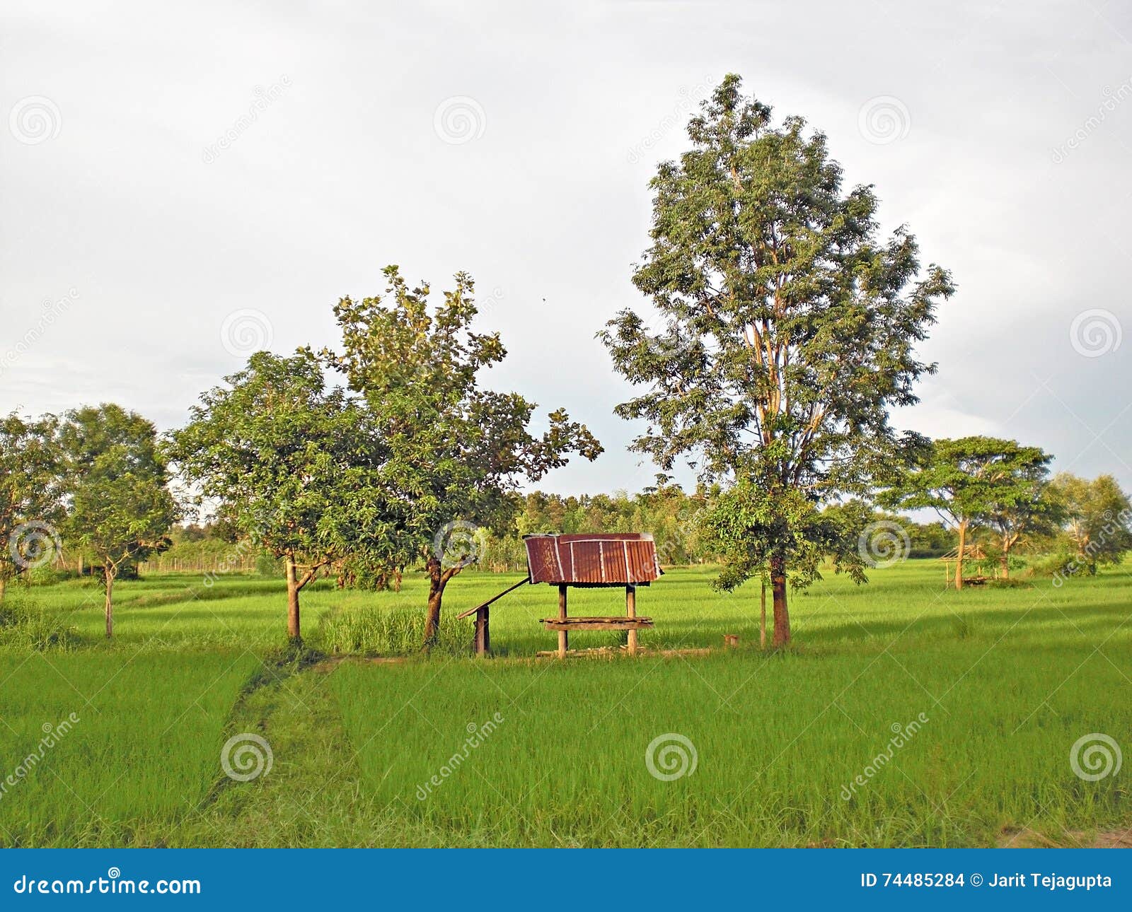 Shed in the Rice field stock photo. Image of thailand - 74485284