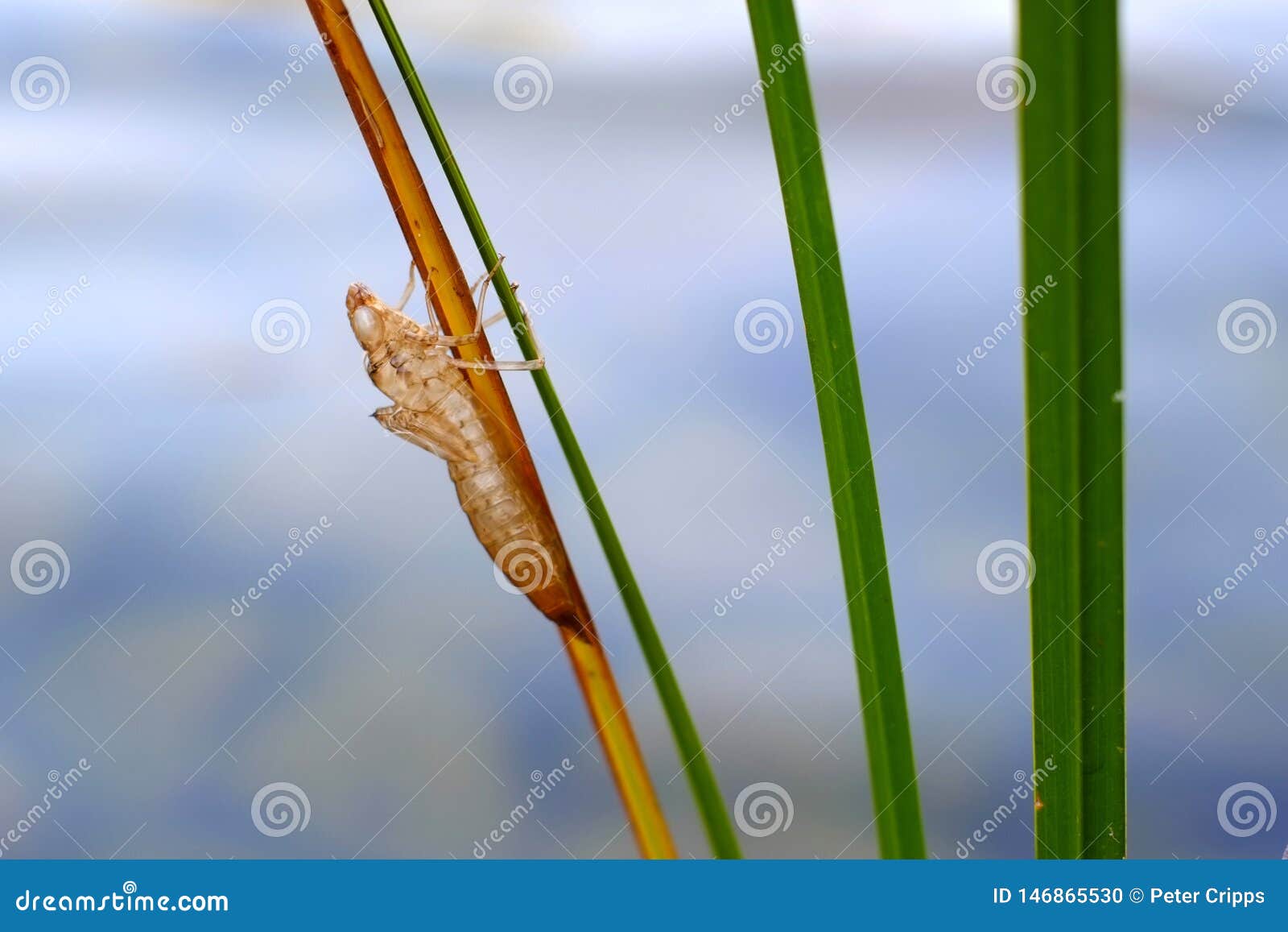 Dragonfly skin stock photo. Image of larvae, translucent - 146865530