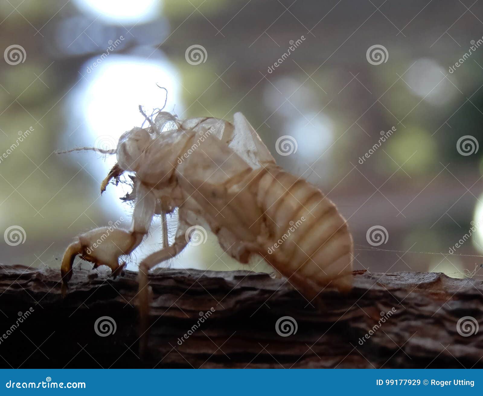 Wasp Skin stock image. Image of italy, skin, nature, wasp - 99177929