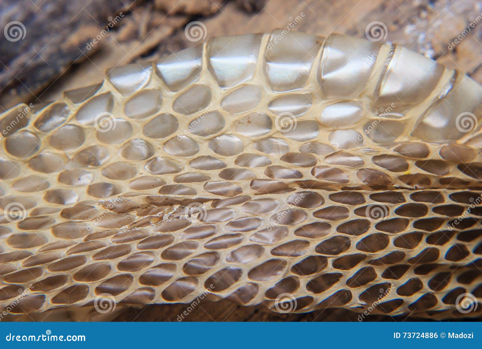 Shed snake dry skin stock photo. Image of dormant, hibernate - 73724886