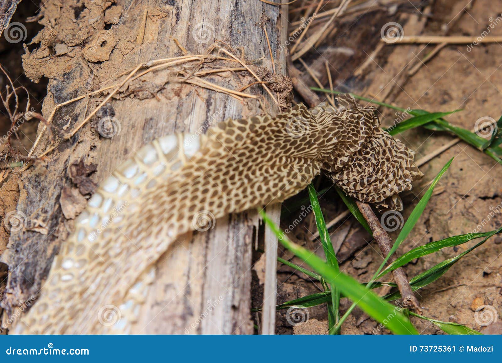 Shed snake dry skin stock image. Image of natural, left - 73725361