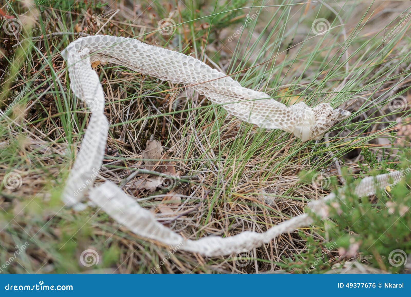Shed Snake Skin Isolated On A White Background. Snake Molting . Royalty ...