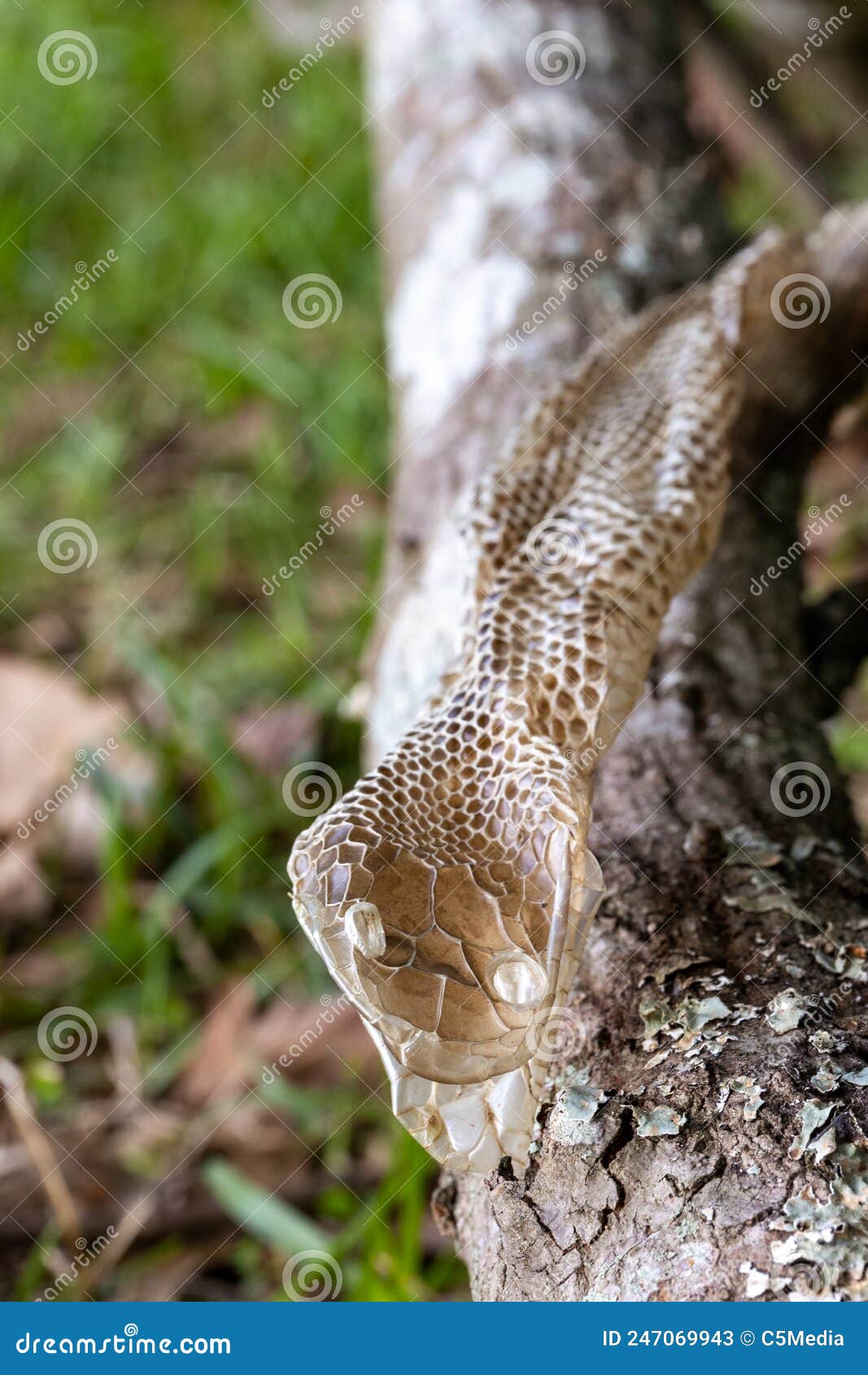 Shed Snake Skin Found in Nature Stock Image - Image of renew, skin ...