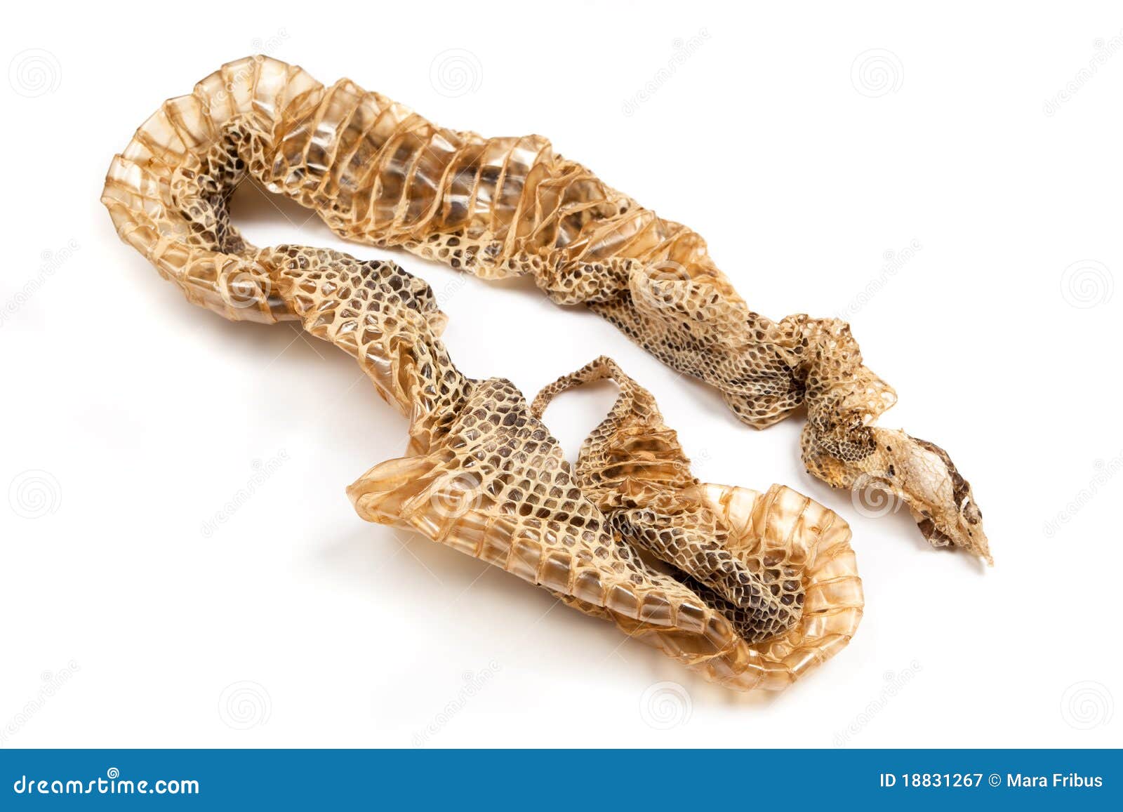 Shed snakeskin stock image. Image of material, scaly - 18831267
