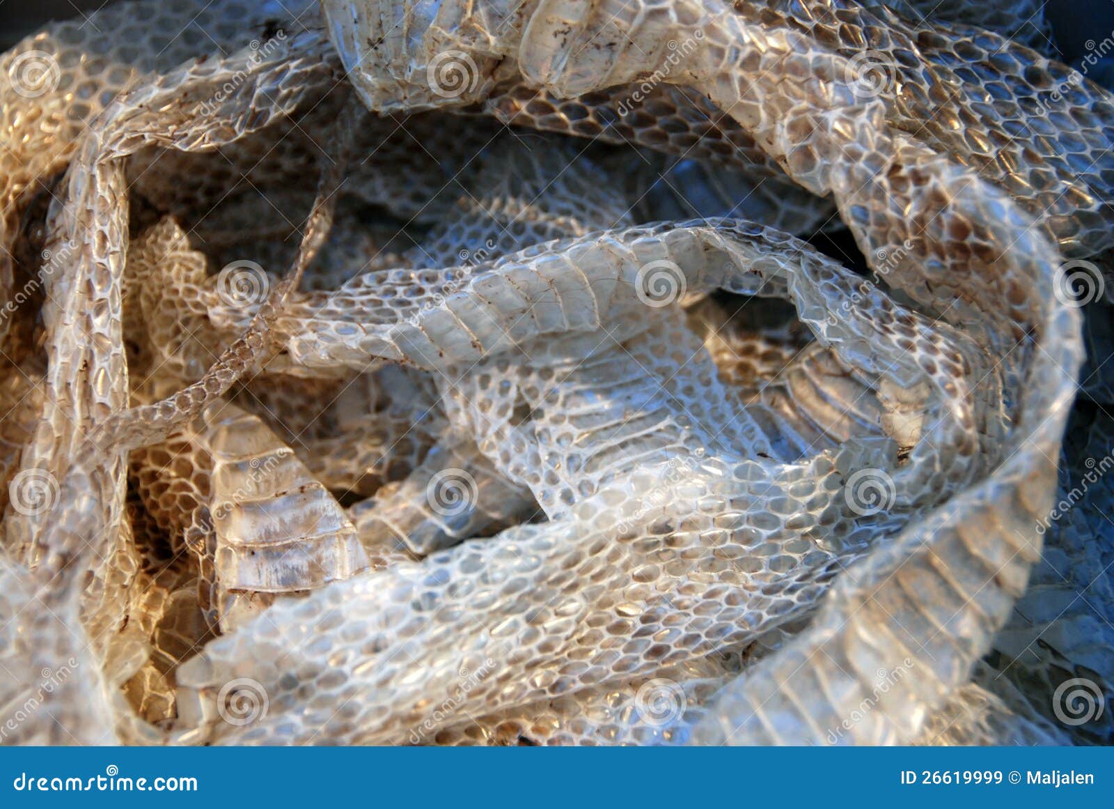 Shed snakeskin stock image. Image of reptile, scale, wild - 26619999