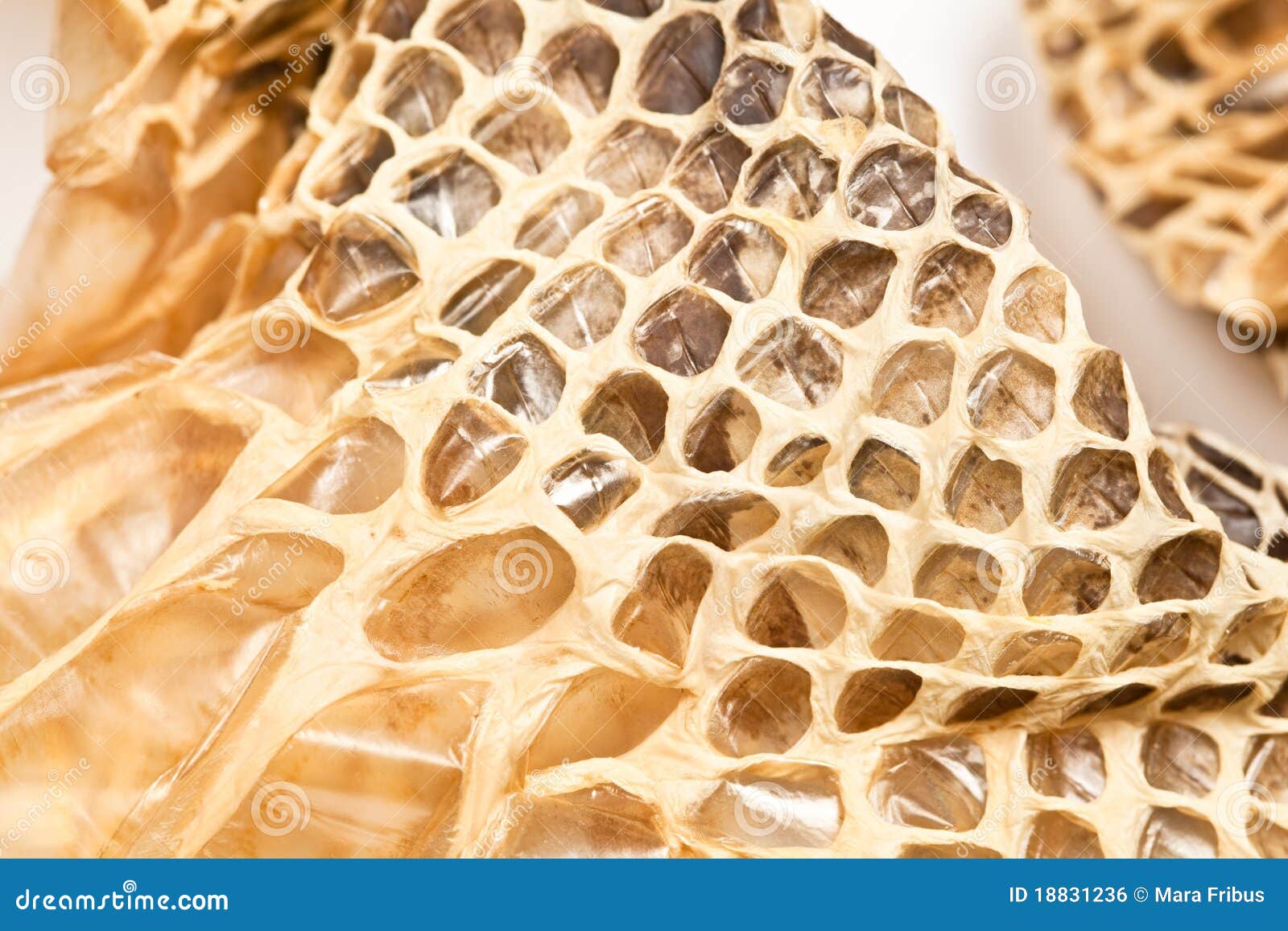 HOW DO SNAKE SCALES WORK?! : r/snakes