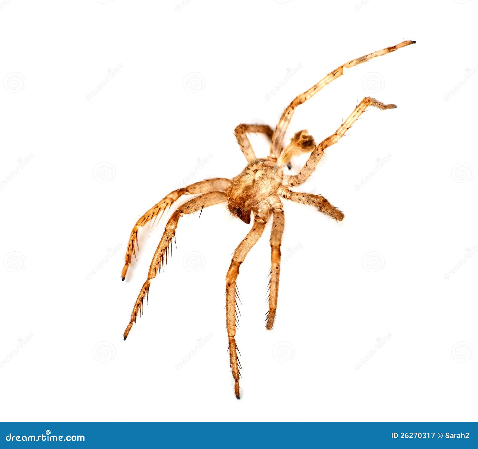 Shed Spider Skin, Exoskeleton Over White Stock Image - Image of life ...