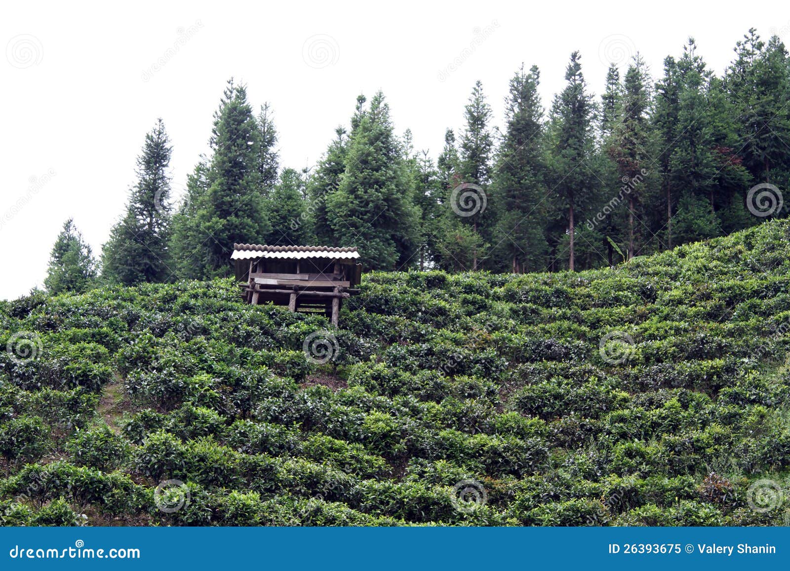Shed and tea stock image. Image of plant, crop, lifestyle - 26393675