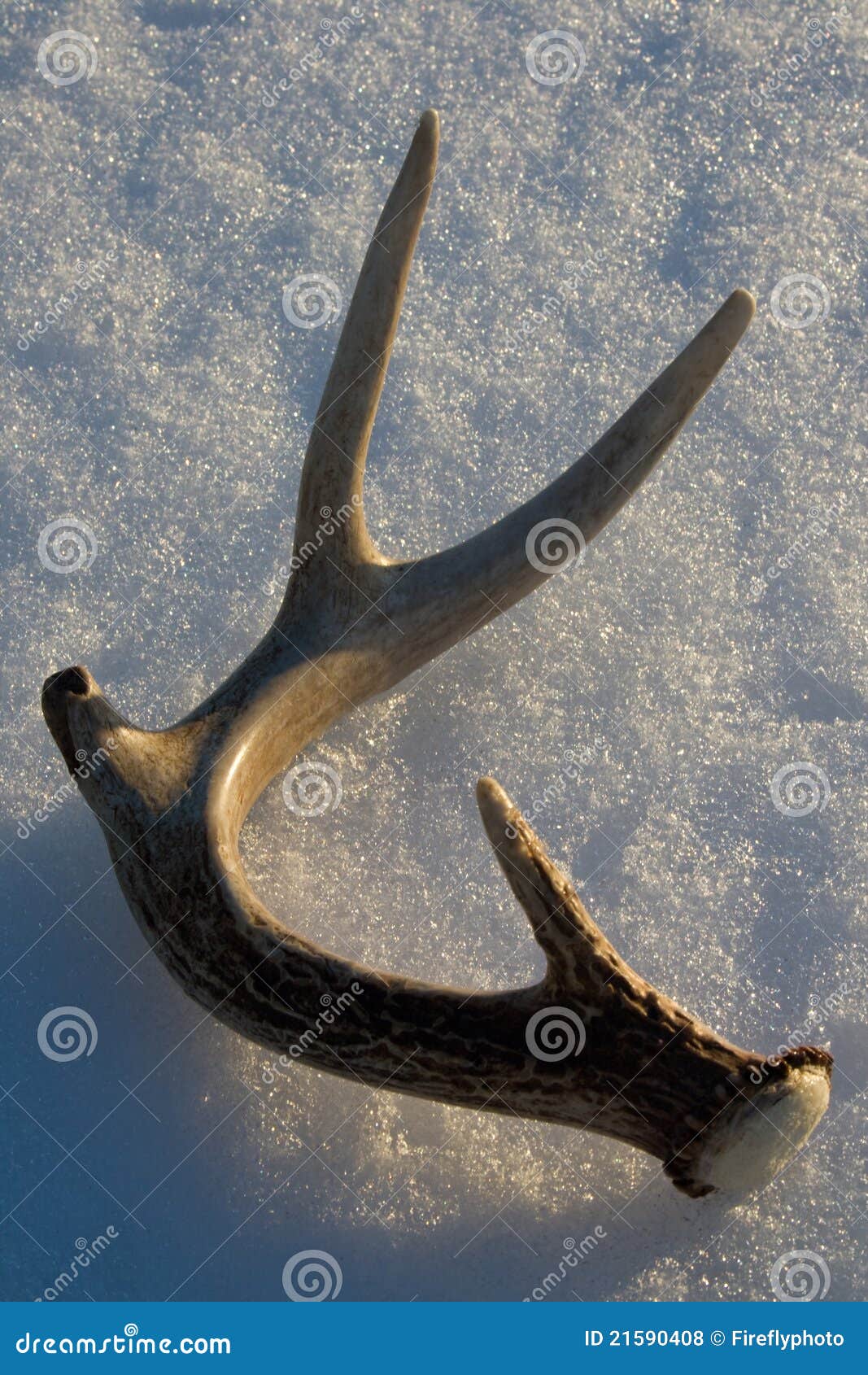 Shed Whitetail Deer Antler On Forest Floor Royalty-Free Stock ...
