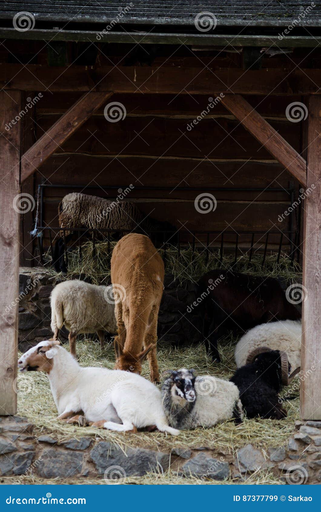 Shed stock image. Image of building, lama, animal, farming - 87377799